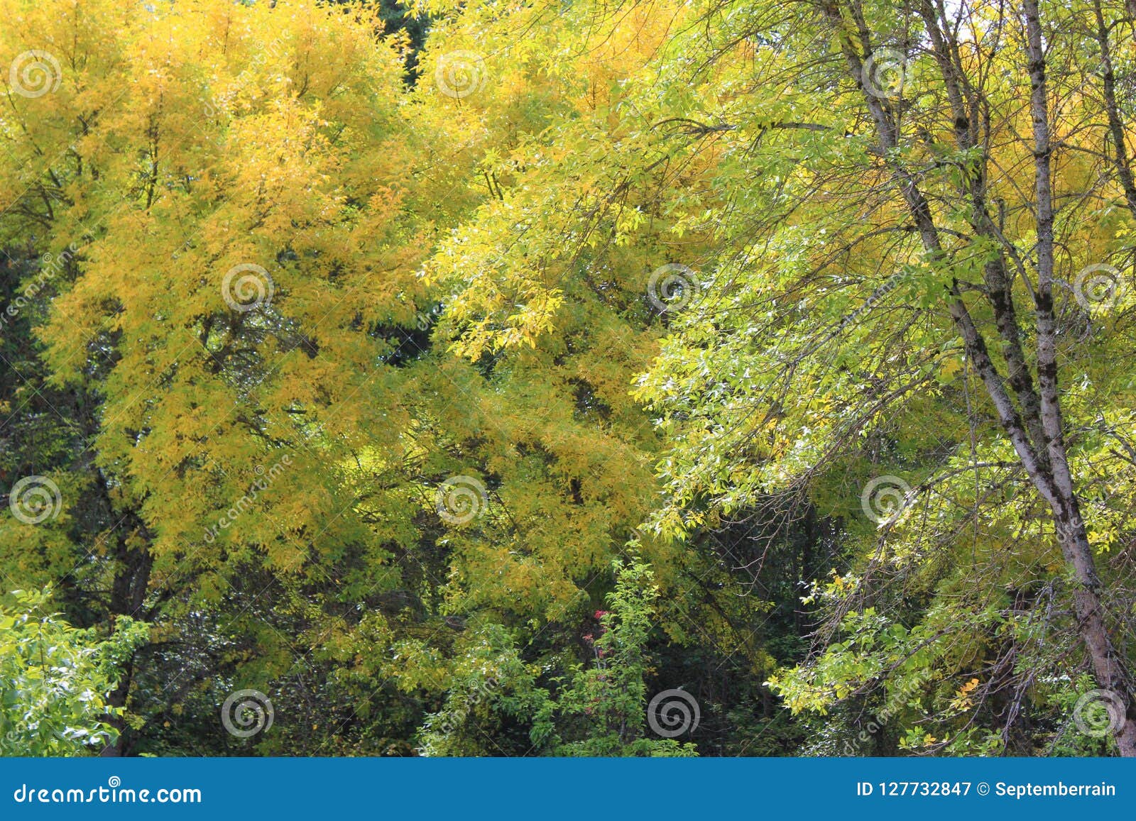 Sunlight through Fall Colored Tree Leaves Stock Image - Image of light ...