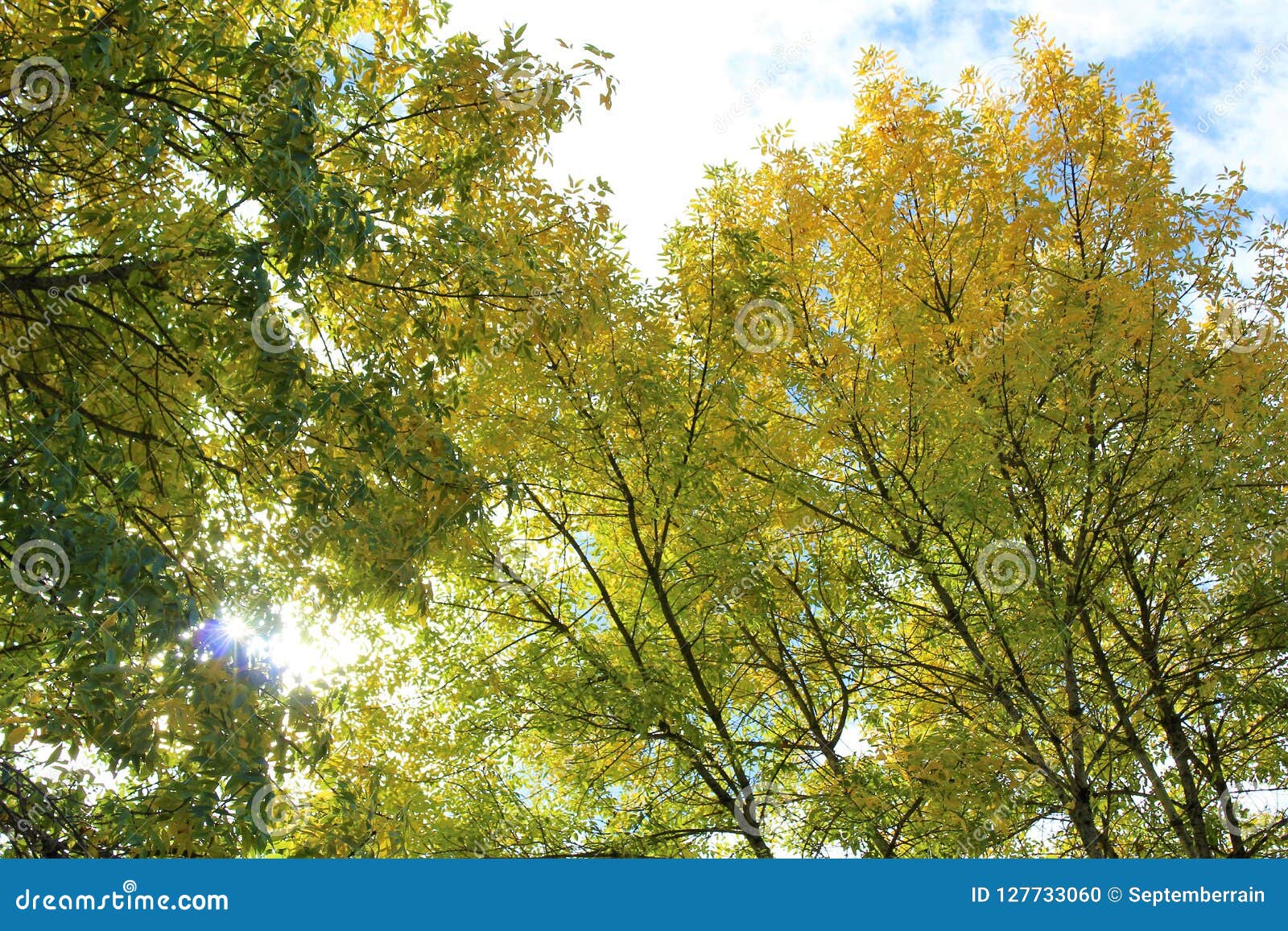 Sunlight through Fall Colored Tree Leaves Stock Photo - Image of bright ...