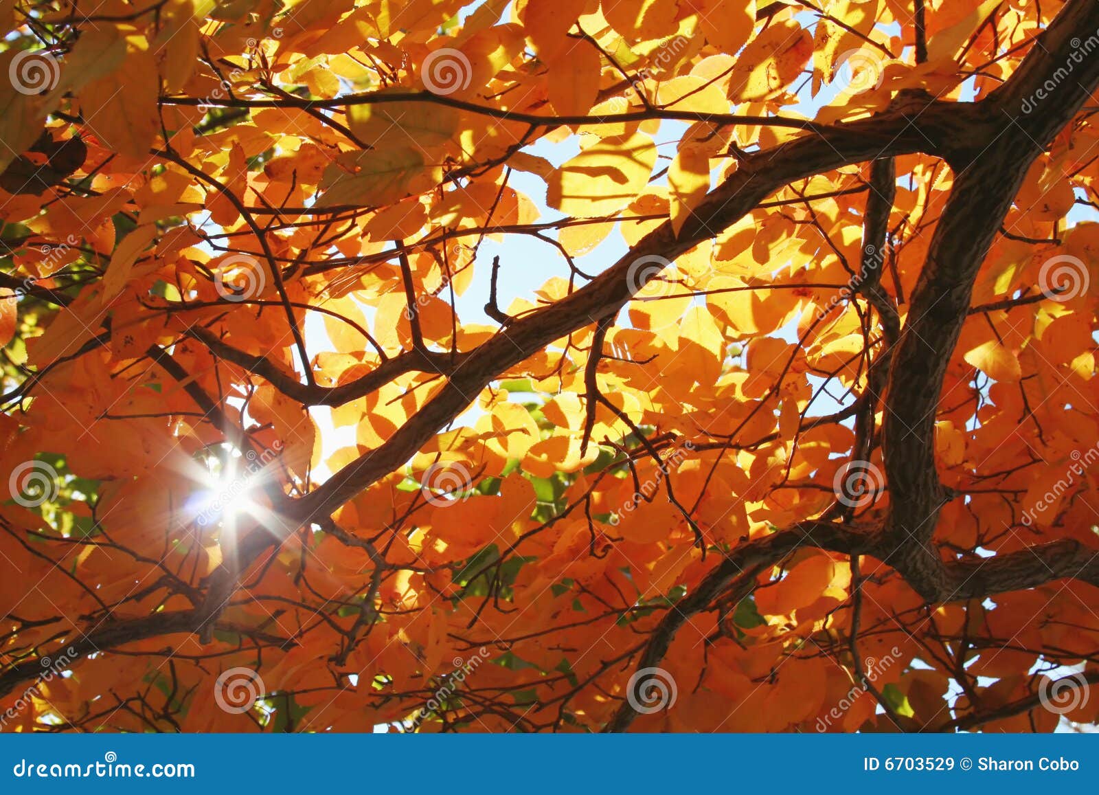 Sunlight, fall foliage stock image. Image of scenic, colors - 6703529
