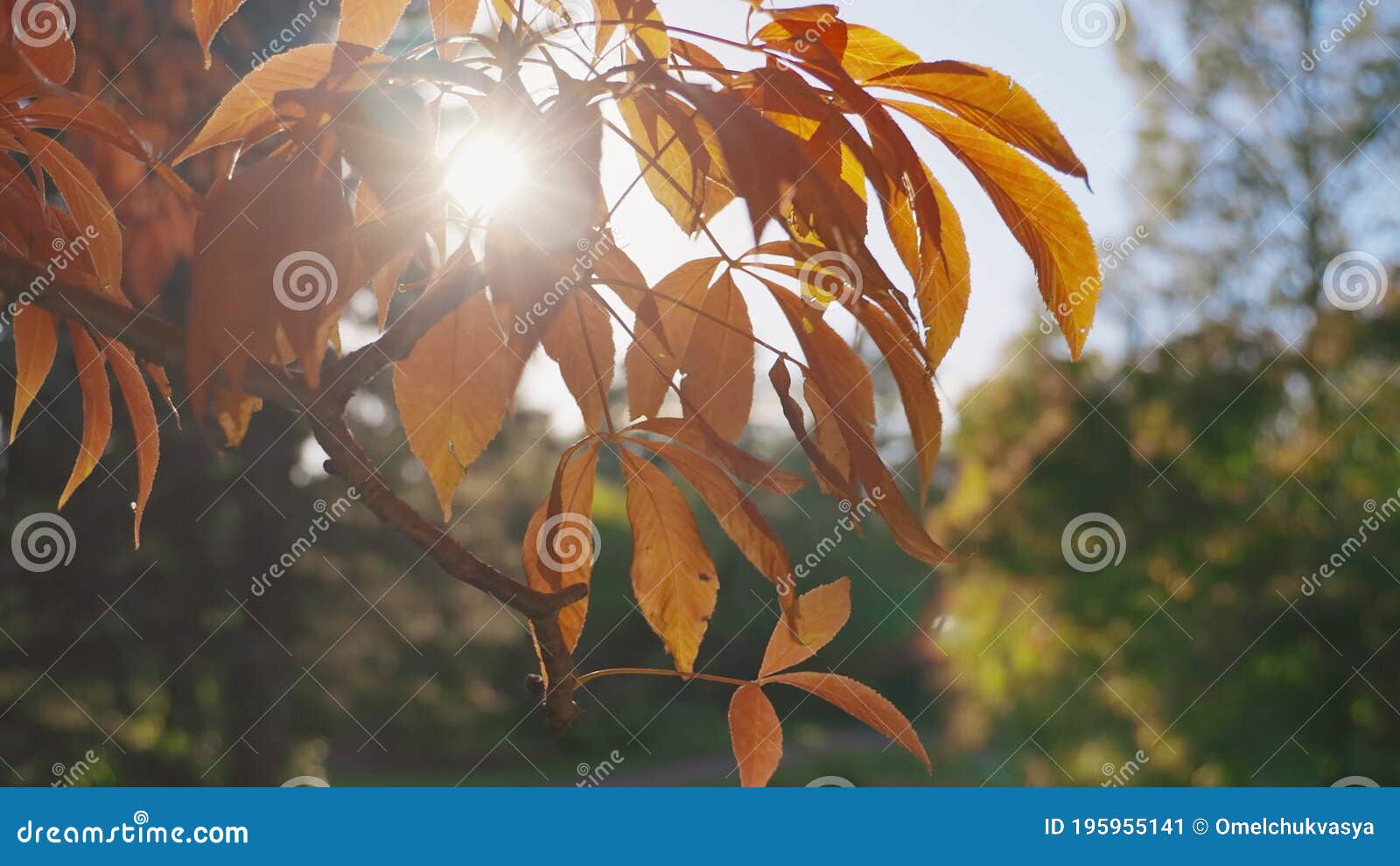 Sunlight through the Fall Leaves. Fall Season Stock Video - Video of ...