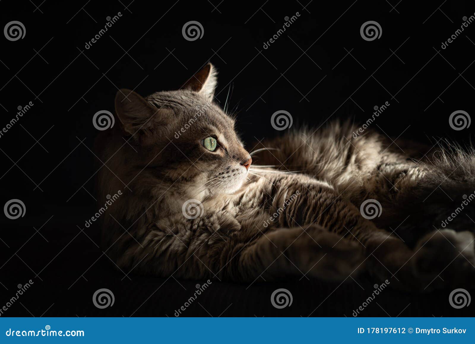 Sunlight Falling on Cat Resting at Home Stock Photo - Image of cute ...