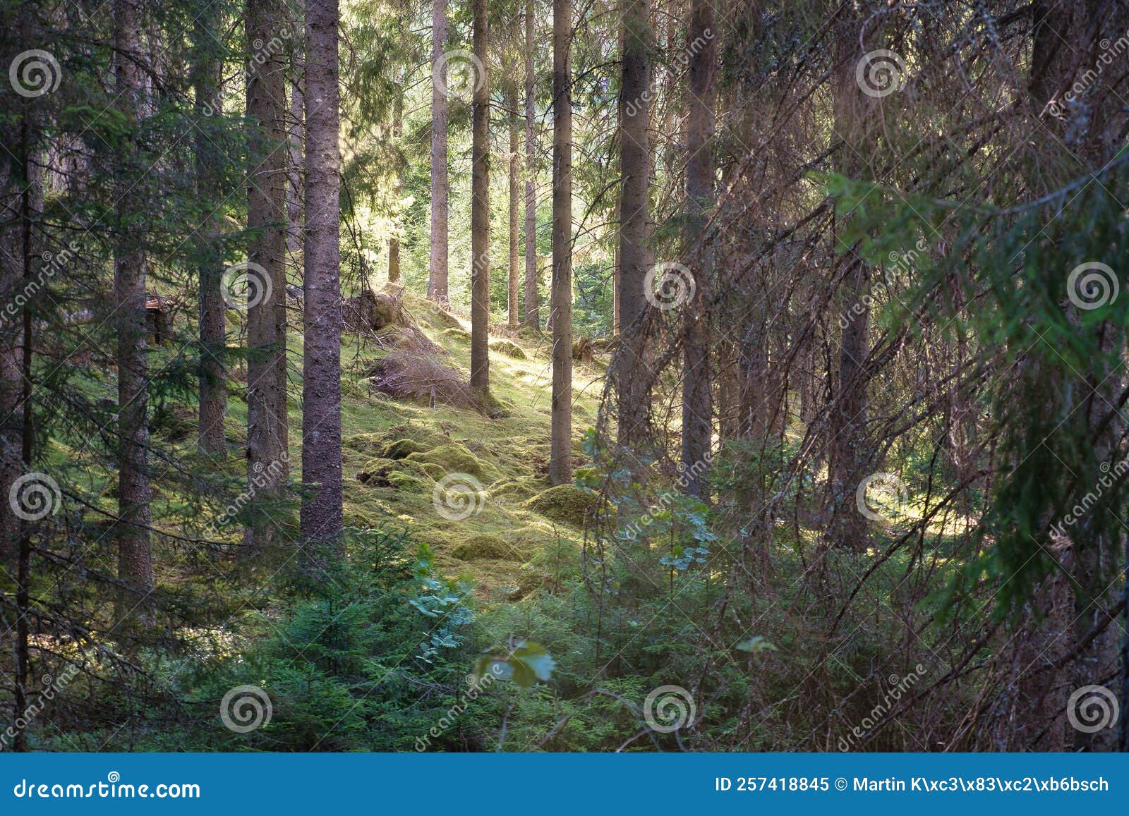 Sunlight Falling through a Forest of Pine Trees. Trees and Moss on the ...