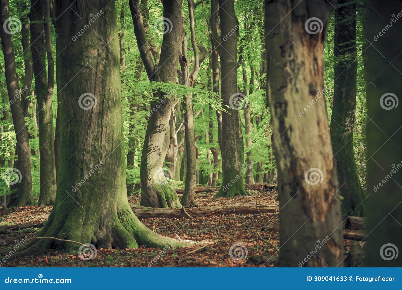 Sunlight Falling between Green Leaves in a Dutch Nature Reserve with ...