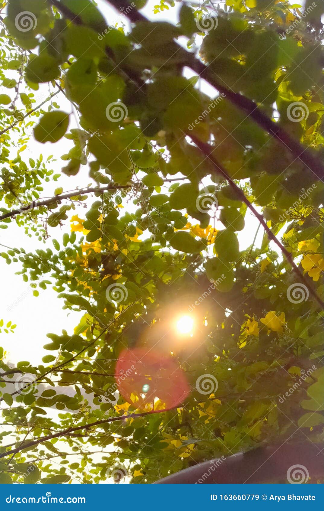 Sunlight Falling through Leaves Stock Image - Image of branch, sunset ...
