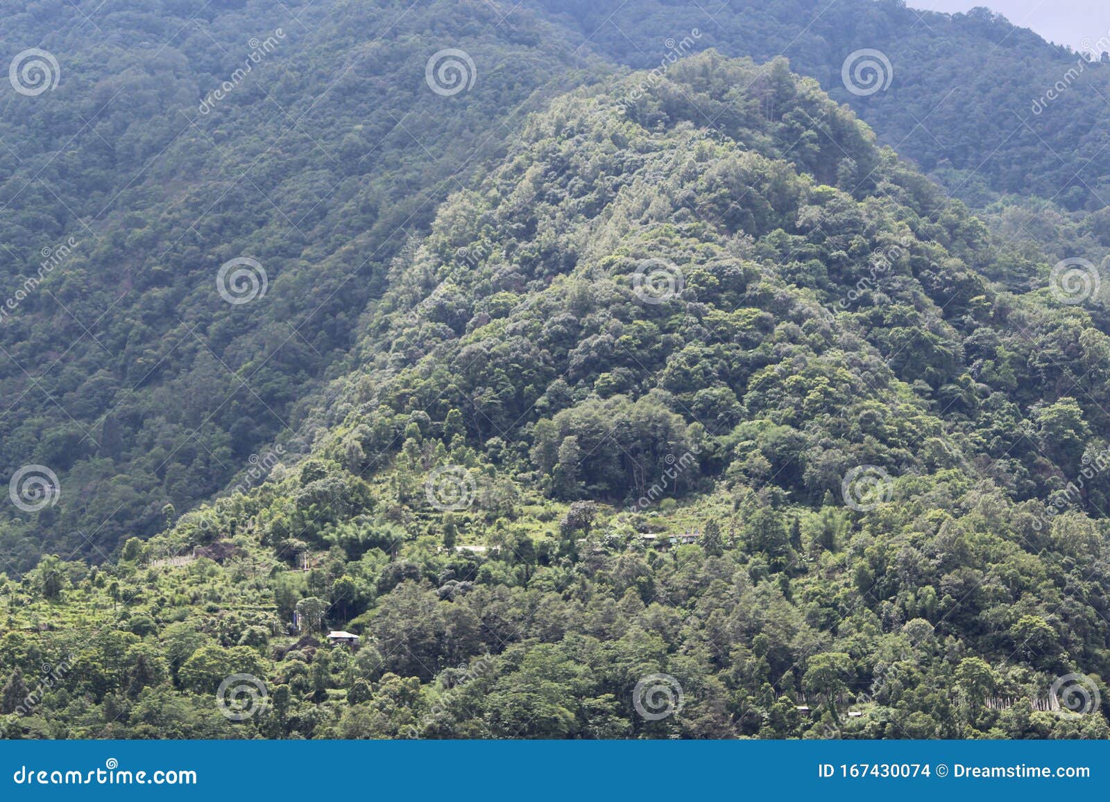 SUNLIGHT FALLING on SUB TROPICAL FORESTS Stock Photo - Image of covered ...