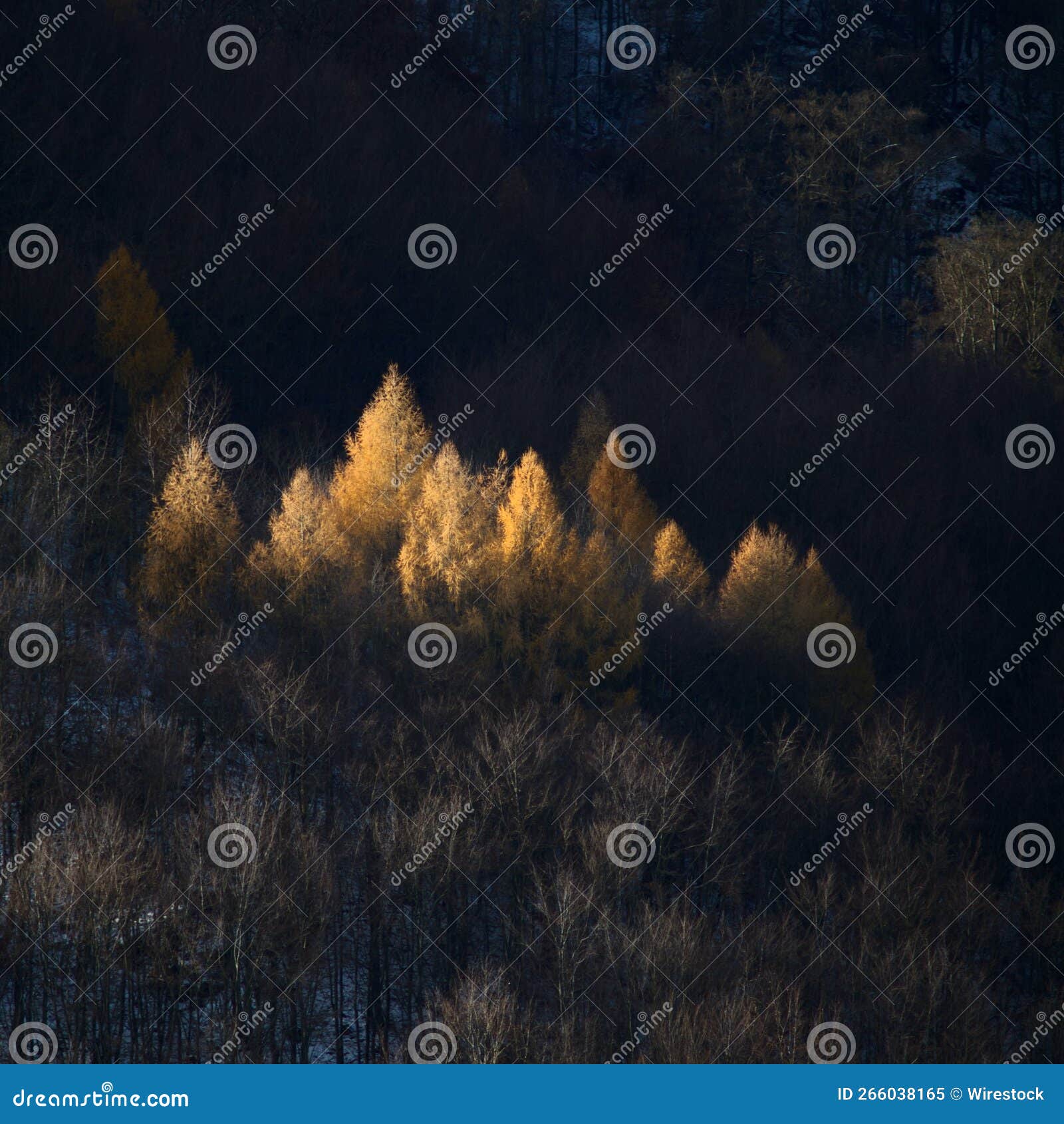 Sunlight Falling on the Trees in the Forest of Minnesota on the Shadowy ...