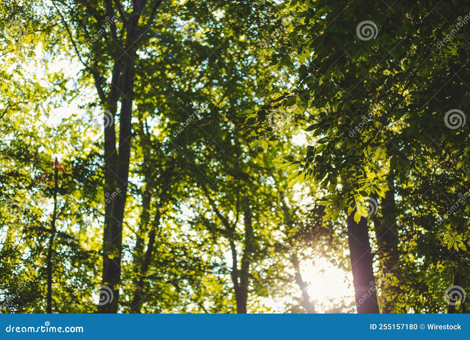 Sunlight Falling through the Trees in a Green Forest Stock Photo ...