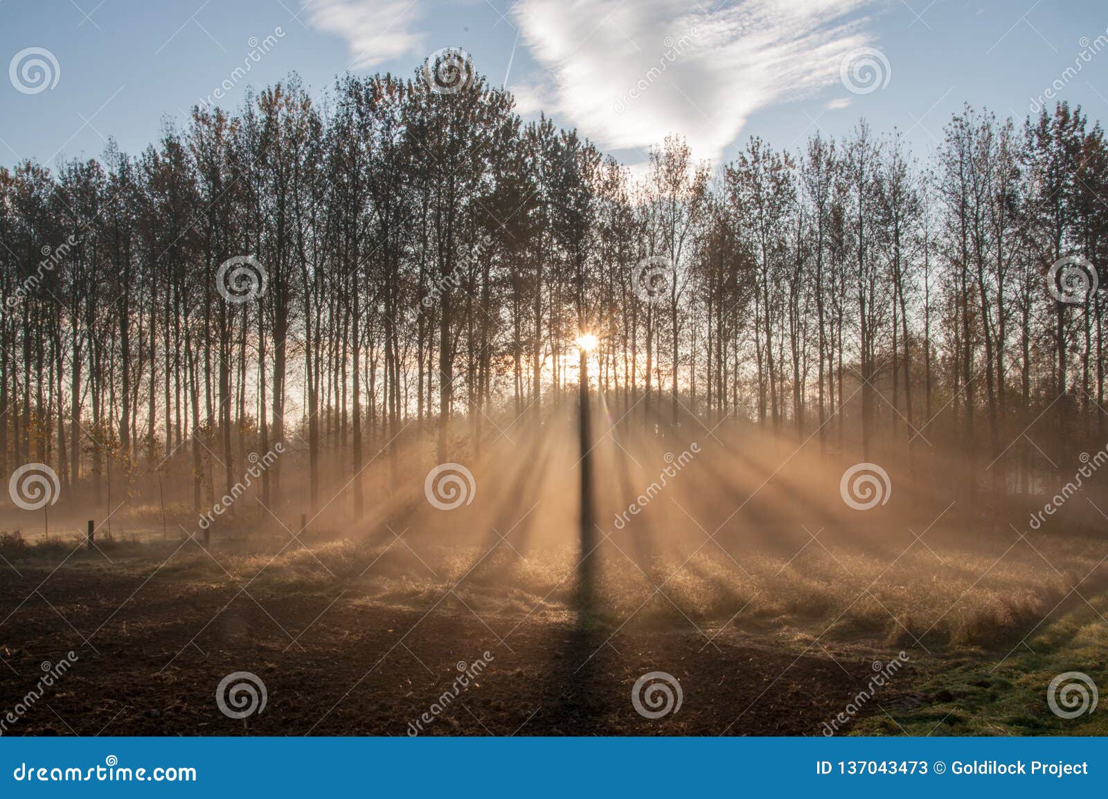Sunlight Falling through the Trees Stock Image - Image of background ...