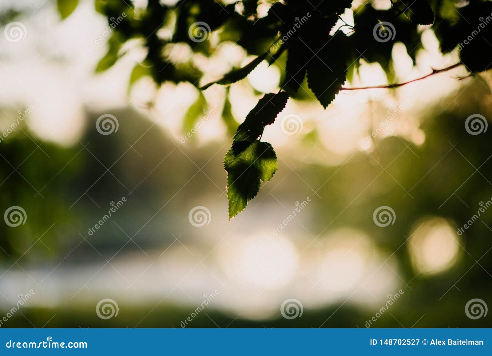 Sunlight Falls on Green Leaves of Trees Close Up Stock Image - Image of ...