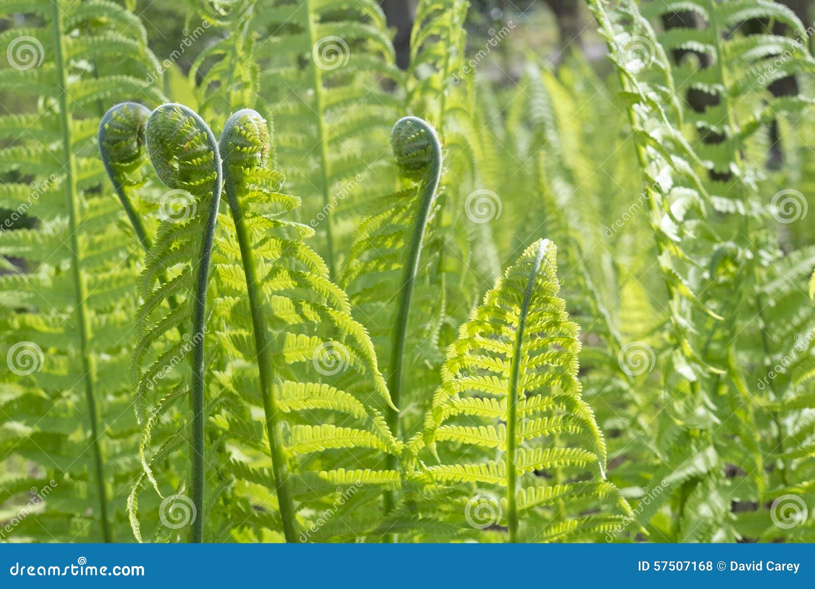 Budding Ferns in Sunlight in the Spring Time Stock Photo - Image of ...