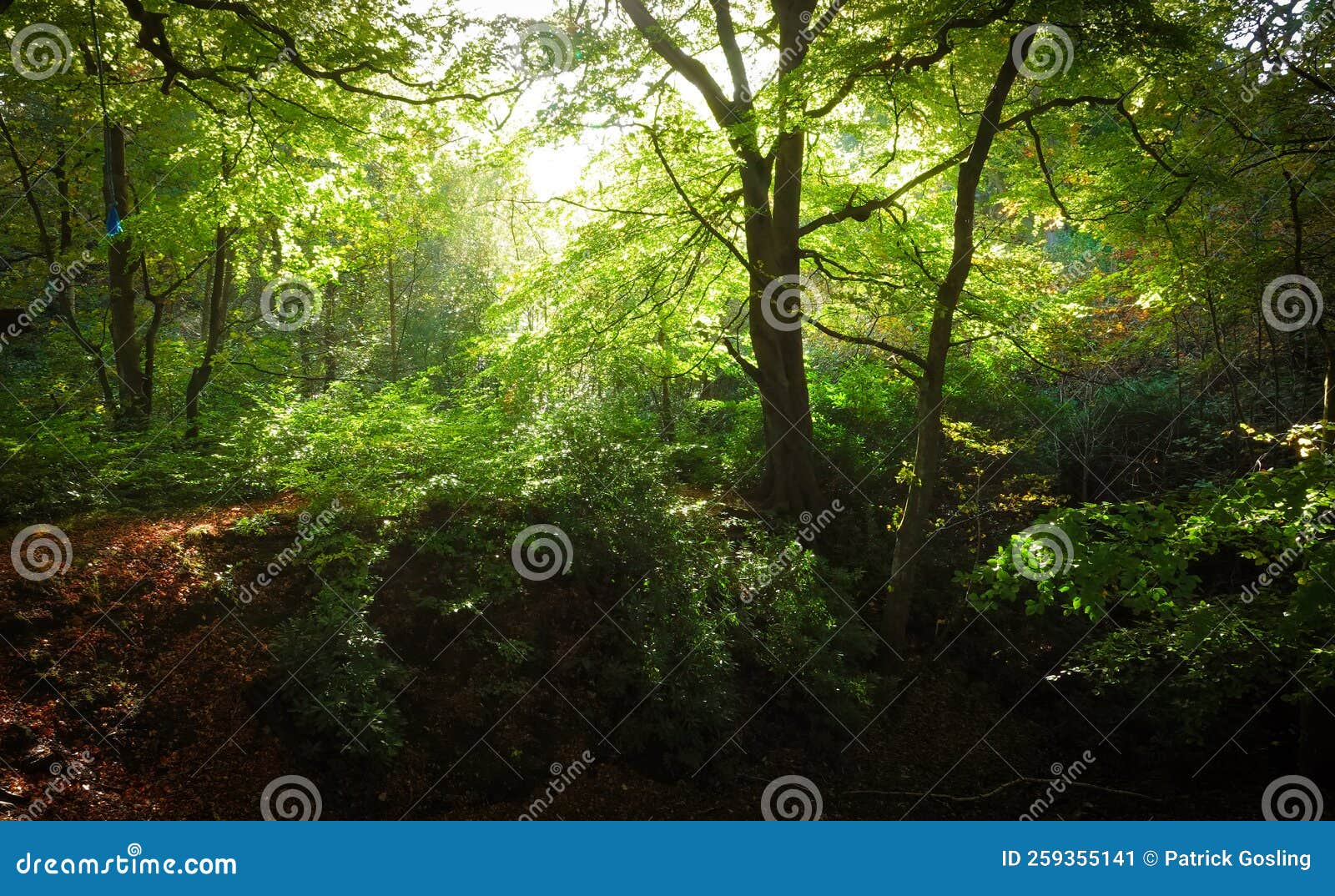 Sunlight Filtering through the Forest. Stock Image - Image of highlight ...