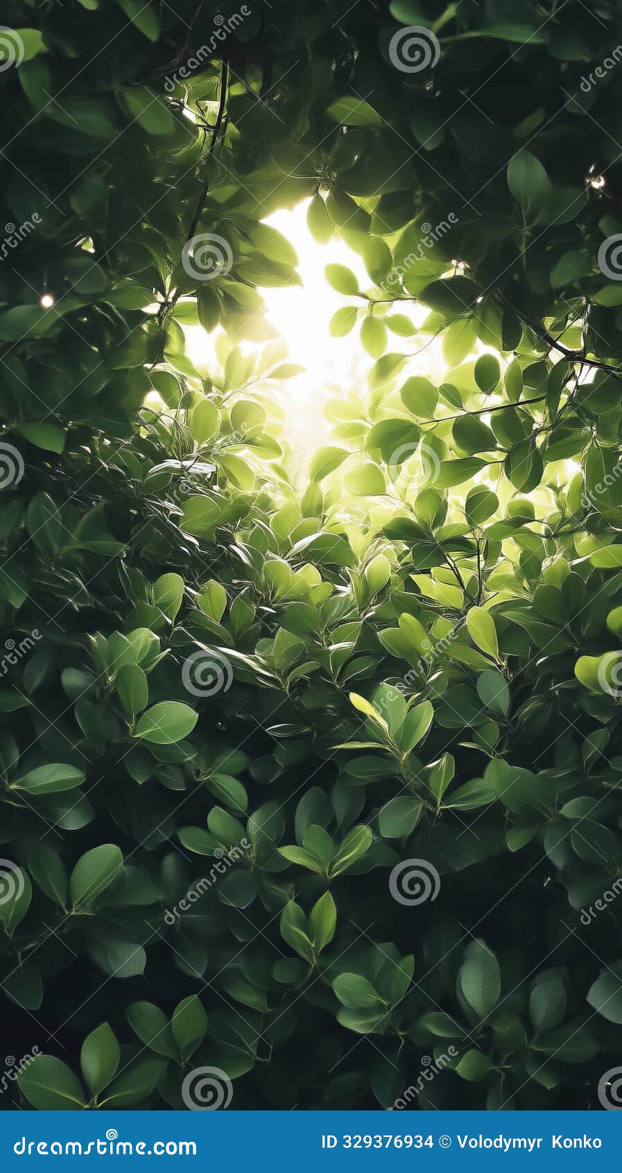 Sunlight Filtering through Green Leaves, Nature Background. Tranquility ...
