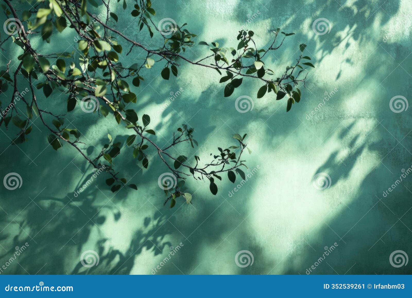 Sunlight Filtering through Leaves on a Green Wall Stock Image - Image ...