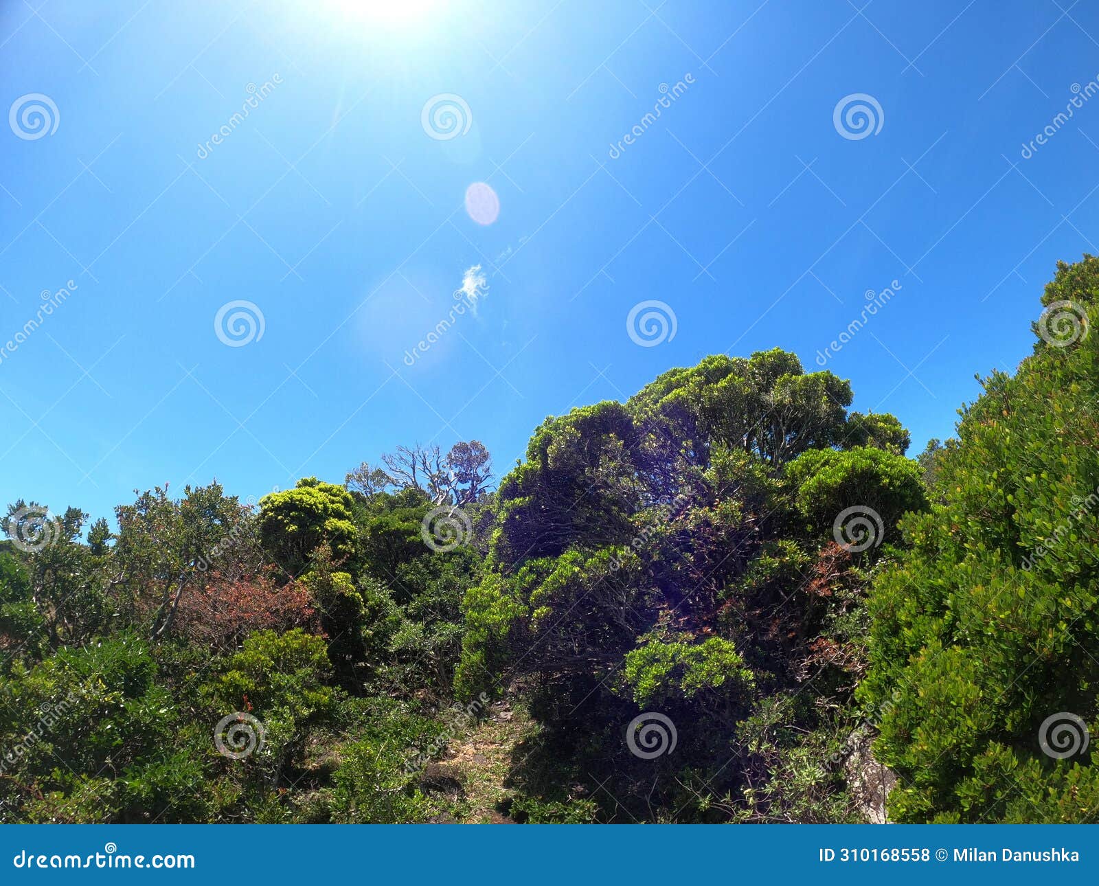 Sunlight Filtering through Leaves of Trees in Forest Stock Photo ...