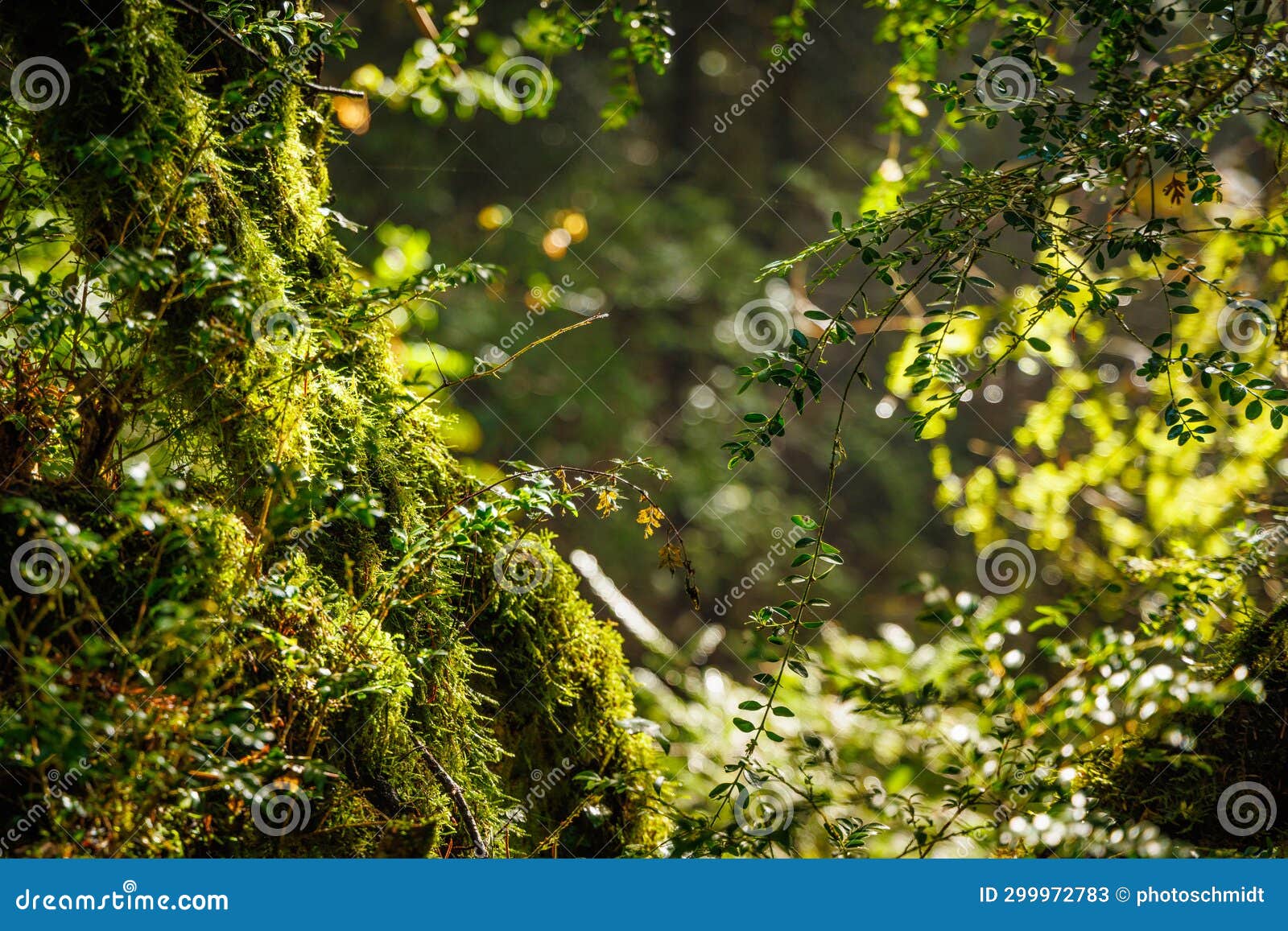 Natural Overgrown Forest in Albania. Stock Image - Image of flora ...