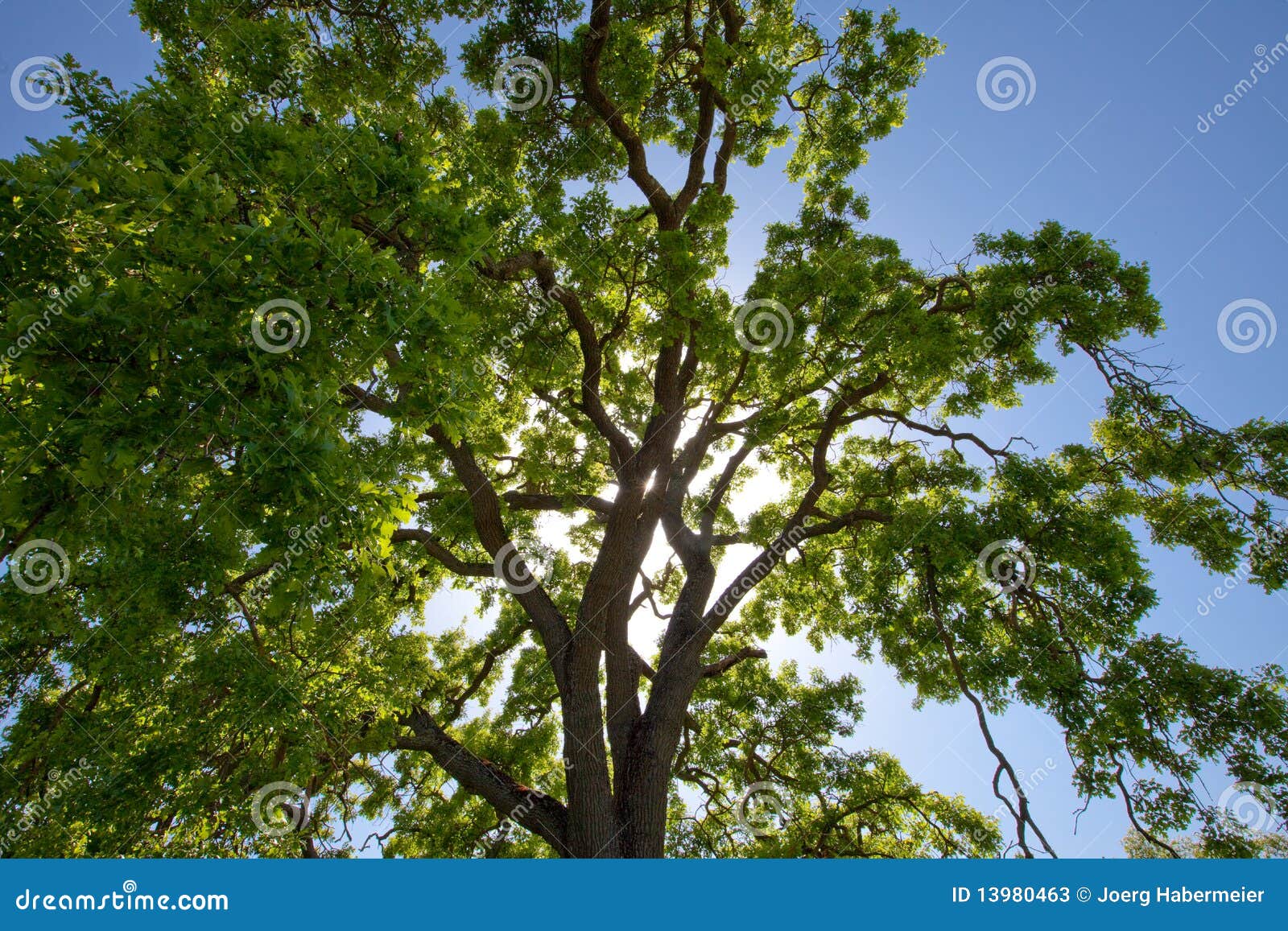 Old Oak Tree Crown On White Background Royalty-Free Stock Photography ...