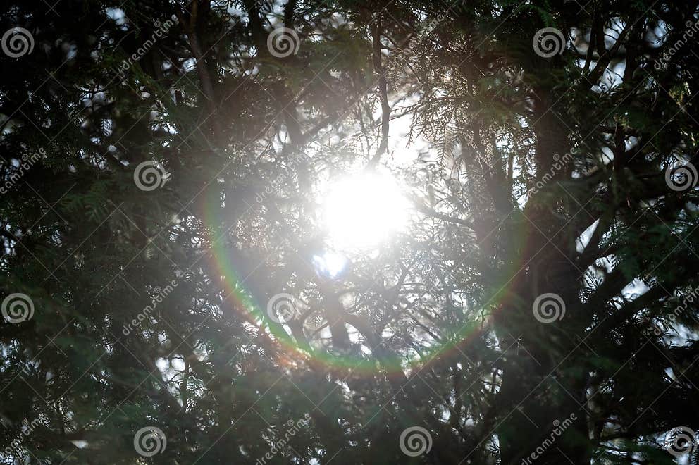 Sunlight Filtering through Tree Branches Stock Image - Image of effect ...