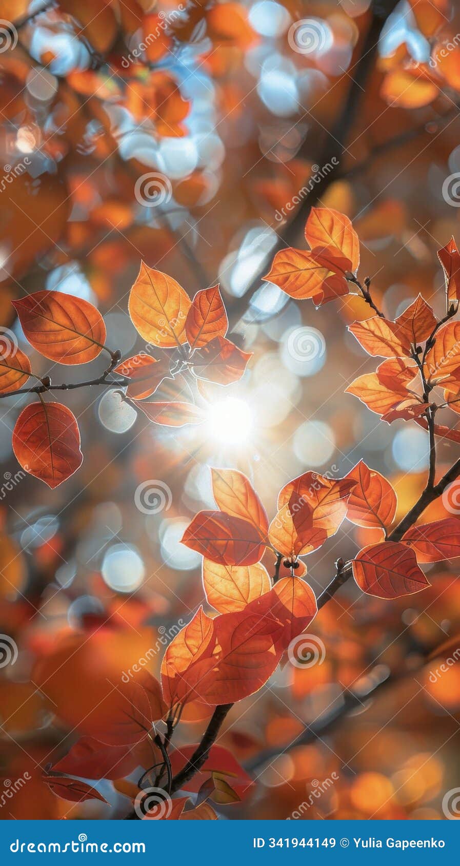 Sunlight Filtering through Tree Leaves Stock Image - Image of nature ...