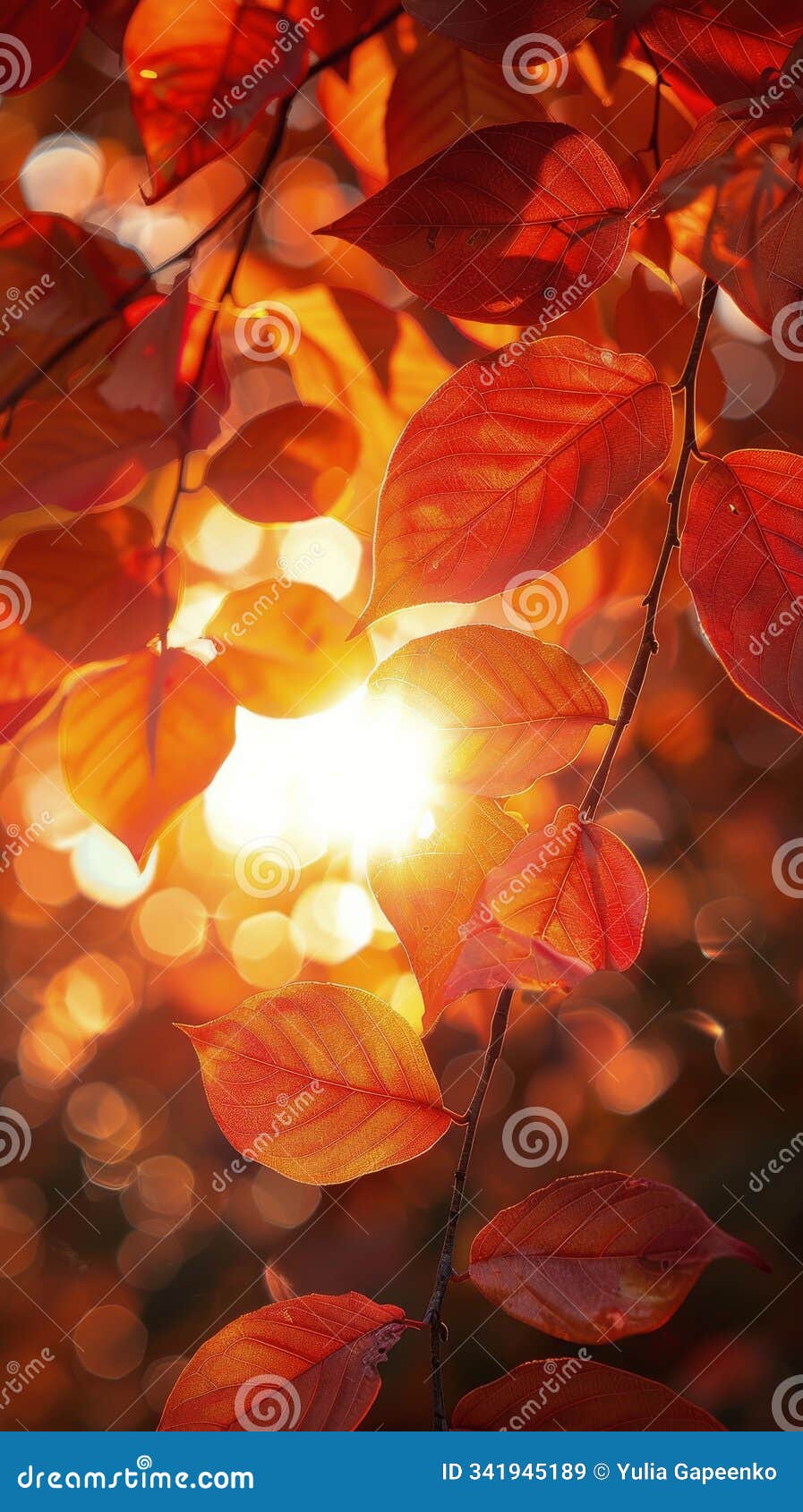 Sunlight Filtering through Tree Leaves Stock Image - Image of foliage ...