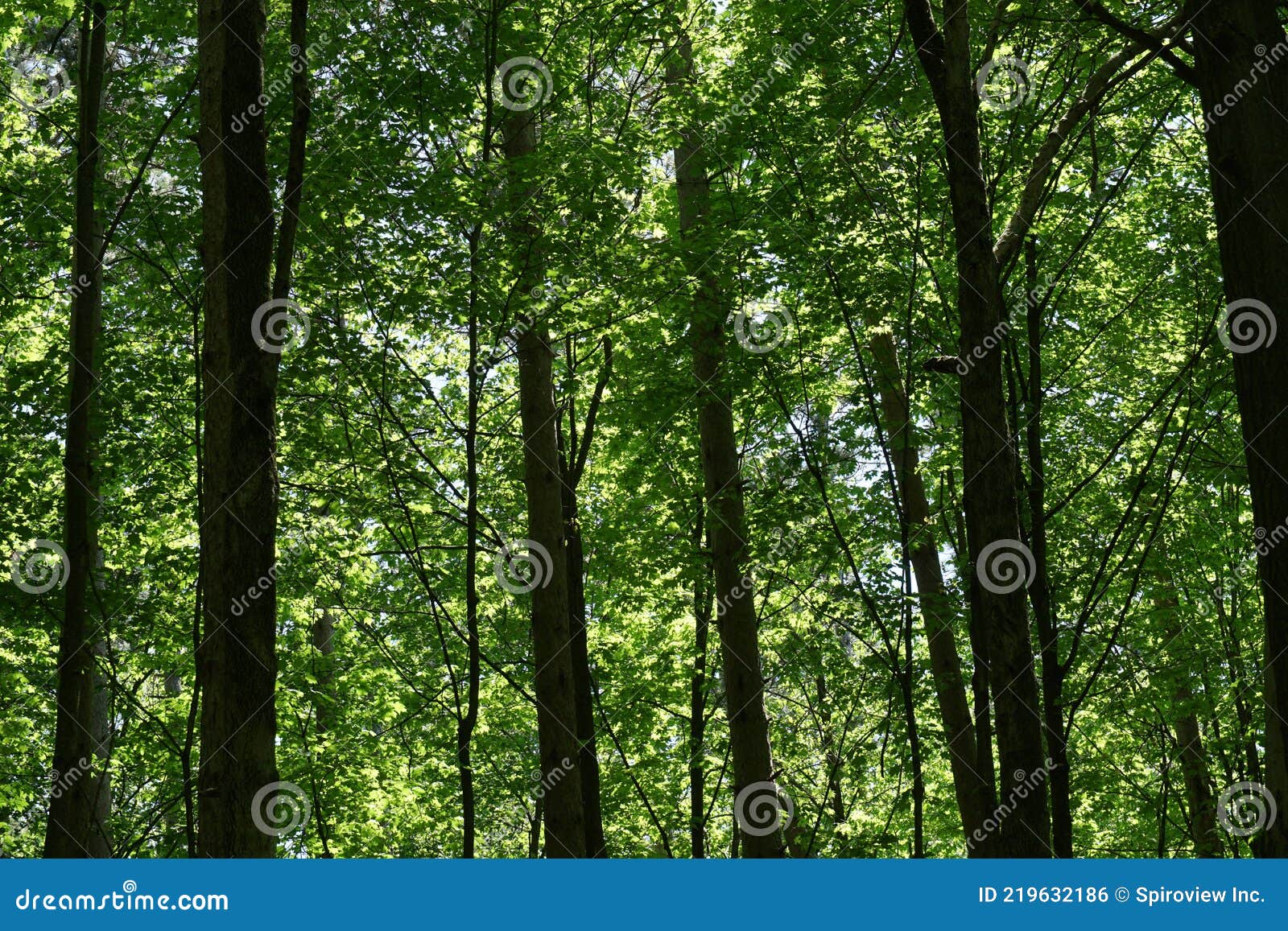 Tree Tops in a Deciduous Forest Stock Photo - Image of tree, filtered ...