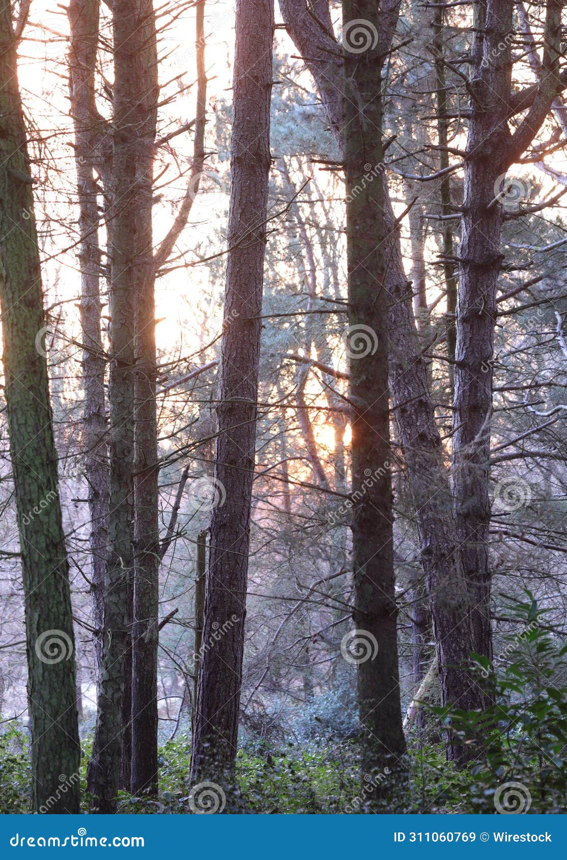 Sunlight Filters through a Misty Forest Canopy Stock Image - Image of ...