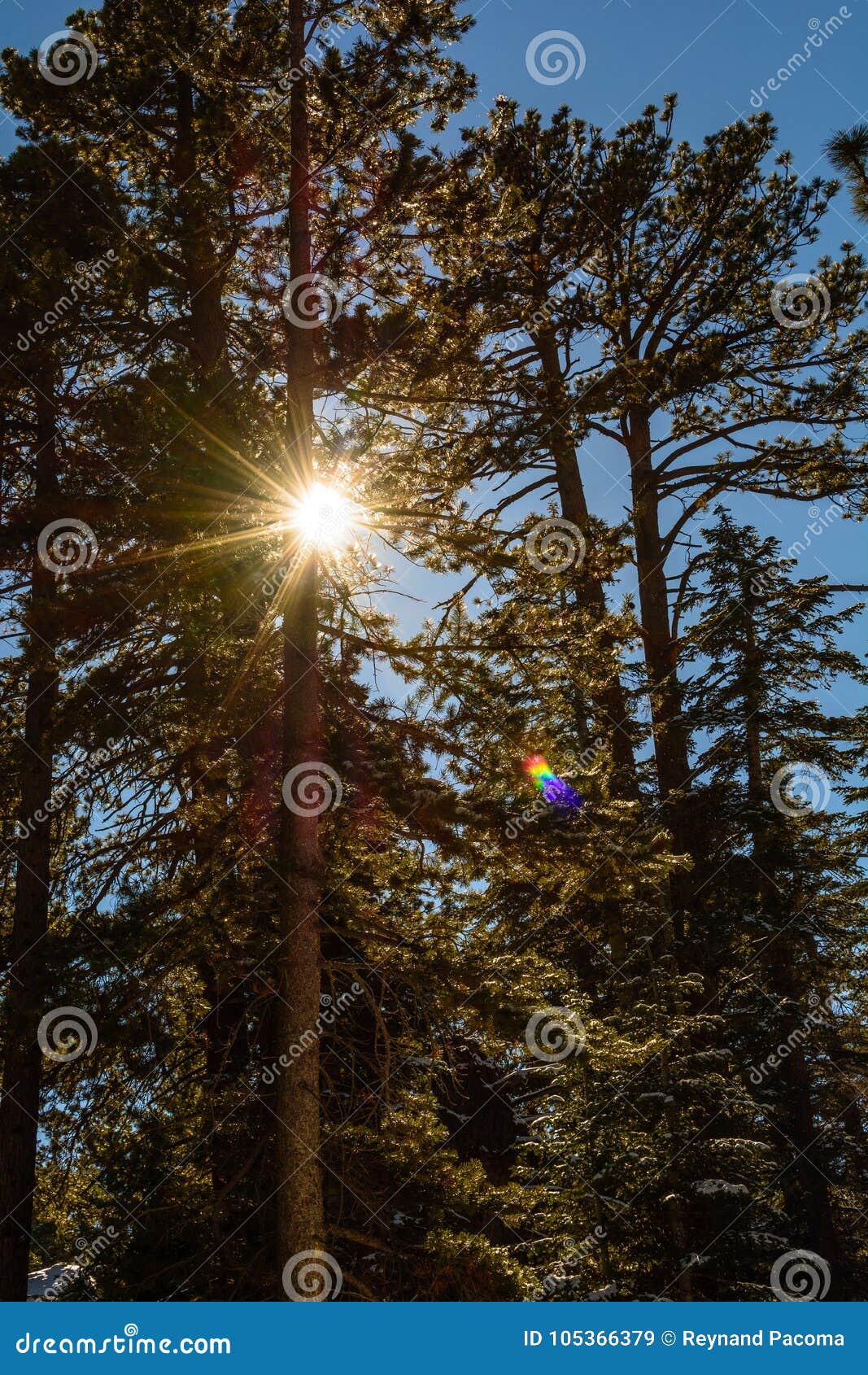 Sunlight Filters through the Pine Trees Stock Image - Image of pines ...