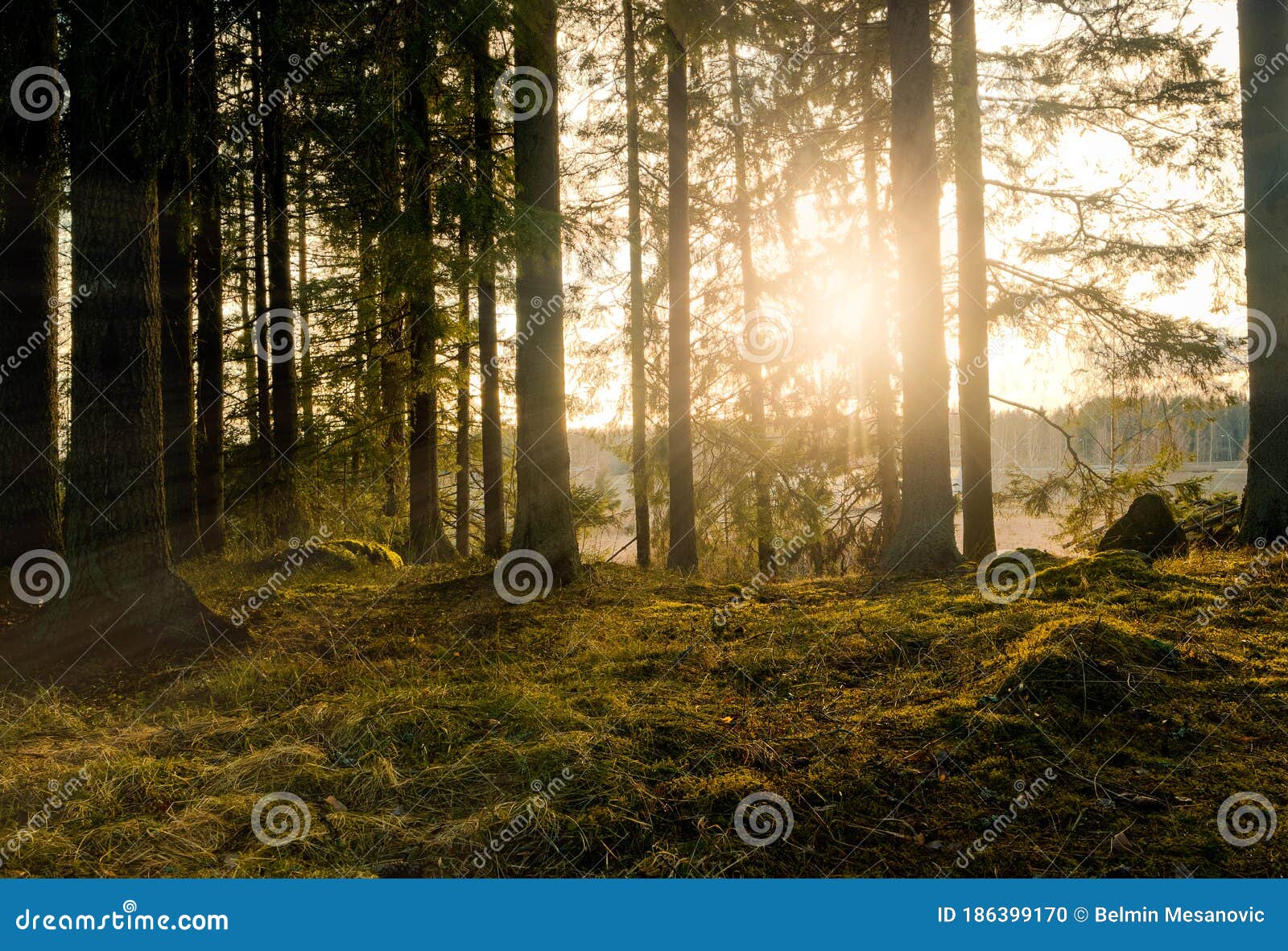 Sunlight in Finnish Forest during Spring Stock Photo - Image of foliage ...