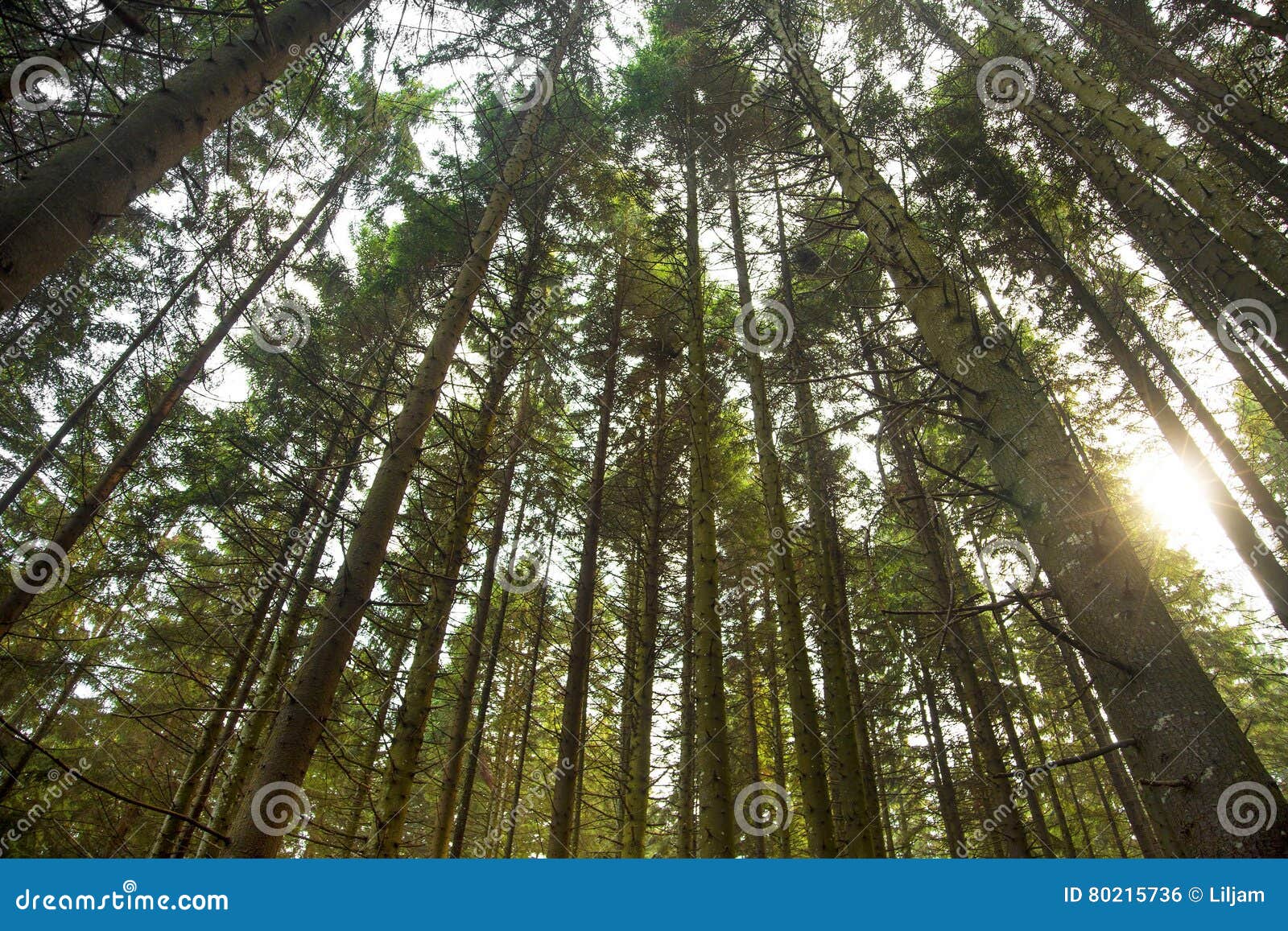 Sunlight in the Fir Tree Forest Stock Photo - Image of plant, branch ...