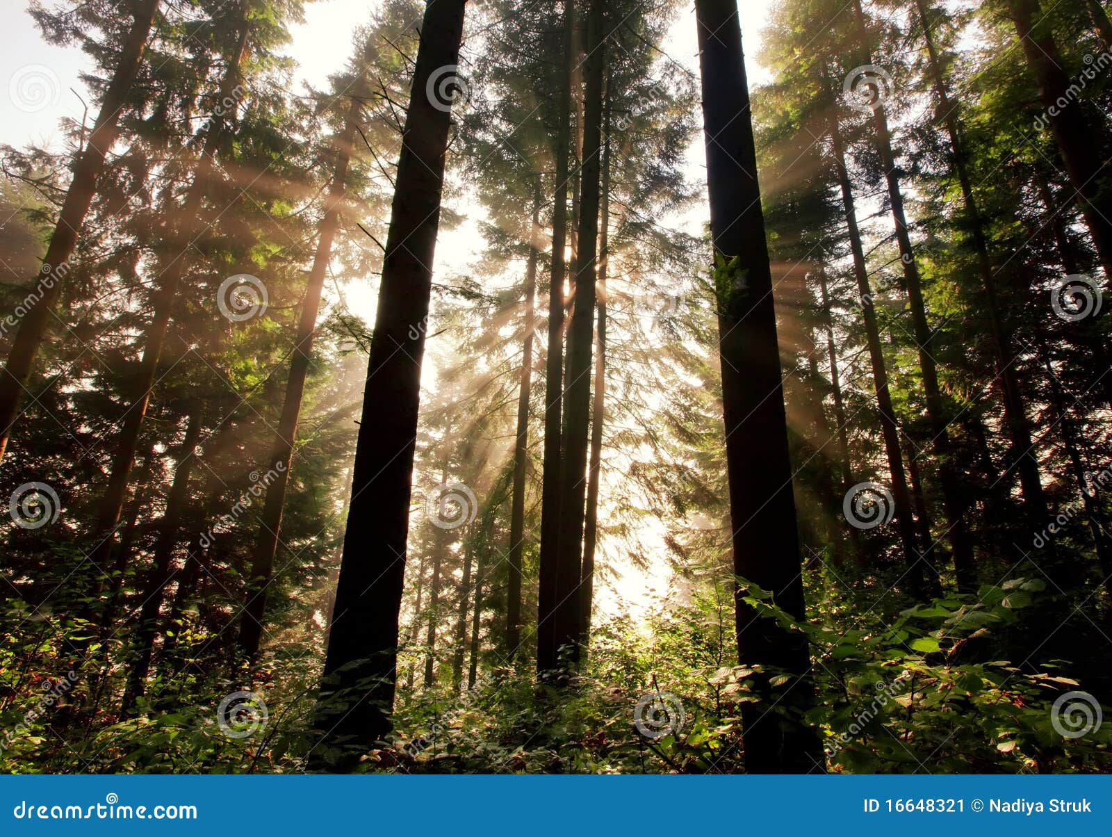 Sunlight through fir trees stock image. Image of setting - 16648321