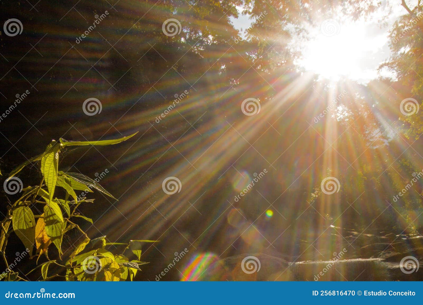 Sunlight Flare in Green Forest Stock Photo - Image of season, light ...