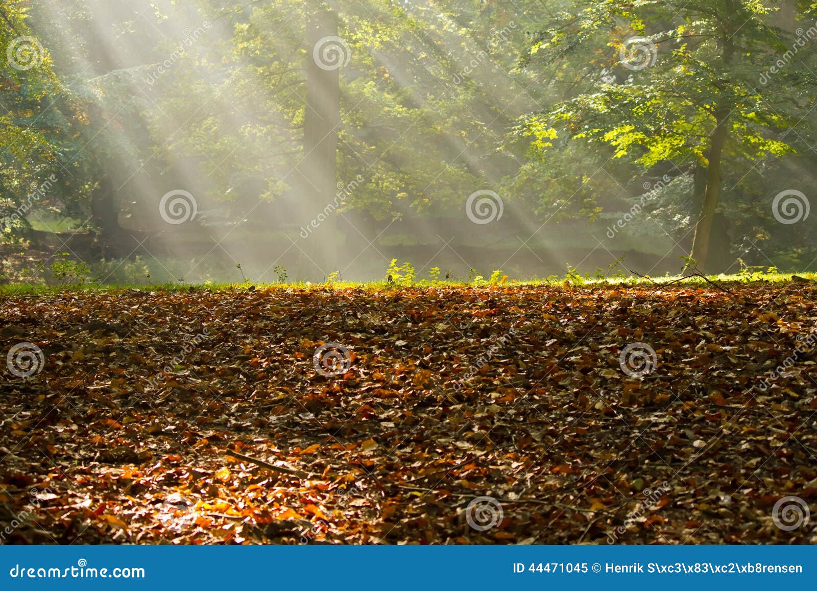 Sunlight through Fog in Forest Stock Image - Image of park, calm: 44471045