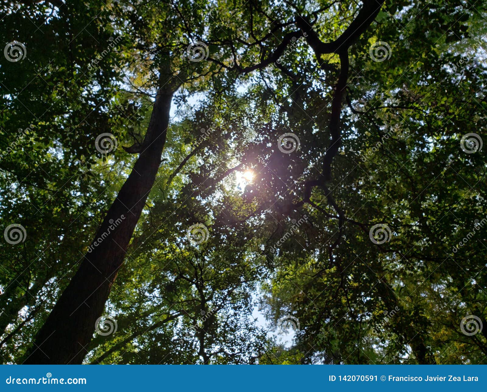 Sunlight between the Foliage of the Trees of Temperate Forest Stock ...