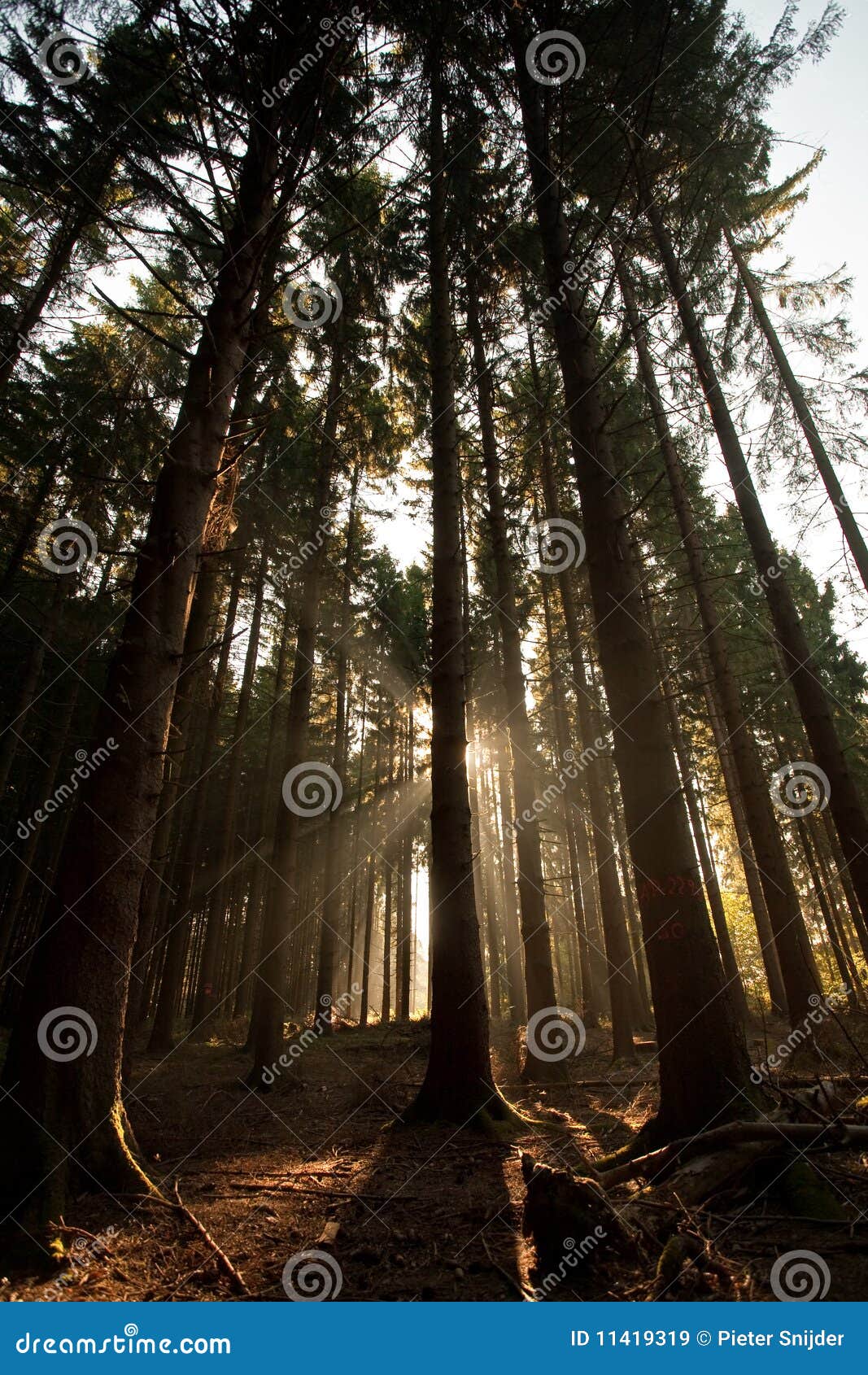 Sunlight through Forest stock image. Image of state, effect - 11419319