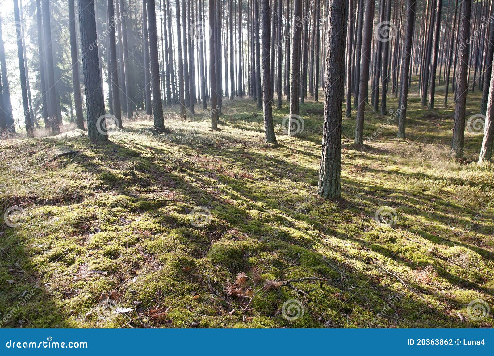 Sunlight in the forest stock photo. Image of light, forest - 20363862