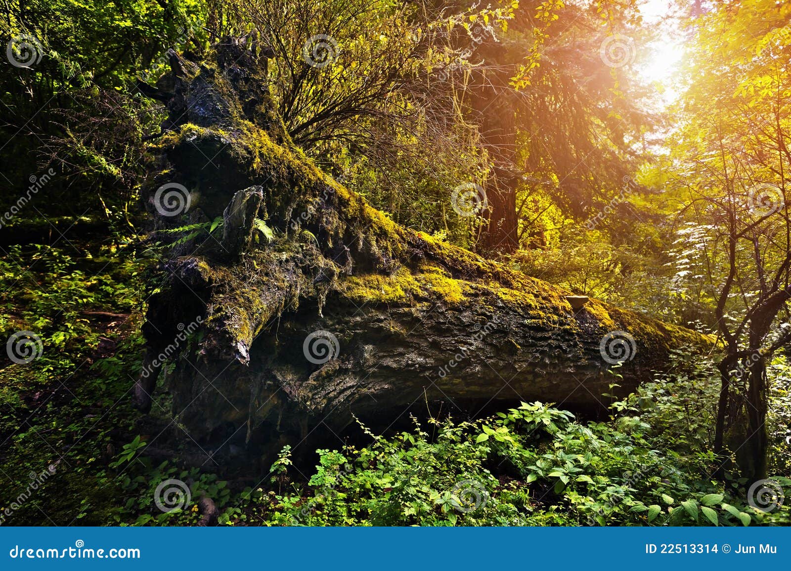 Sunlight in the forest stock photo. Image of forest, sunbeam - 22513314