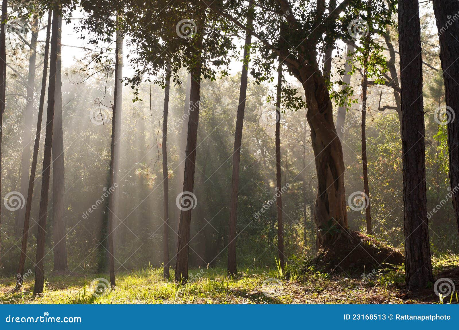 Sunlight in forest stock image. Image of park, wilderness - 23168513