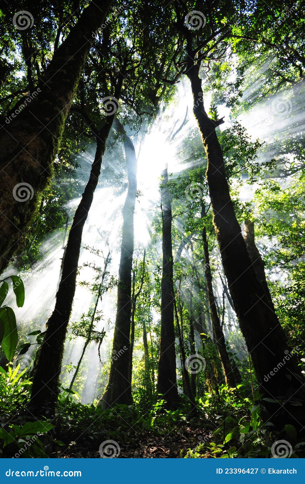 Sunlight in the forest stock image. Image of radiate - 23396427