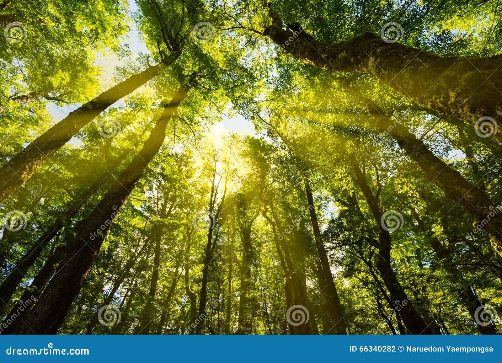Sunlight through the Forest Stock Photo - Image of reserve, fresh: 66340282