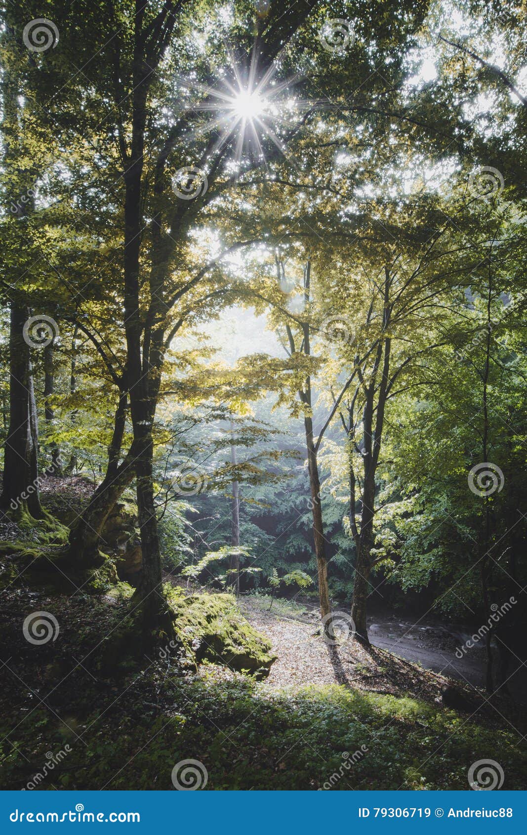 Sunlight in forest stock image. Image of mist, landscape - 79306719