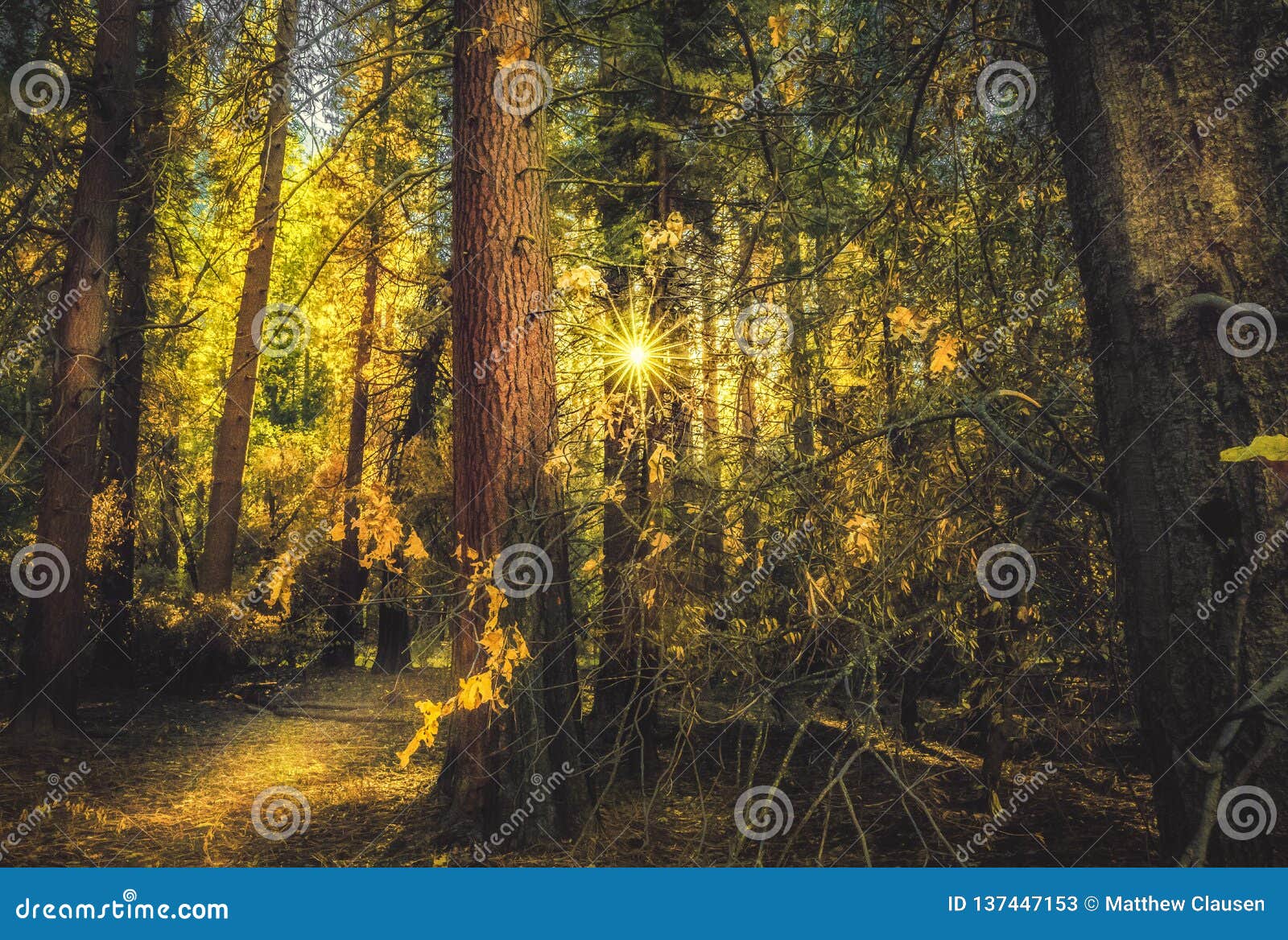 Sunlight in the Forest stock image. Image of dawn, branches - 137447153