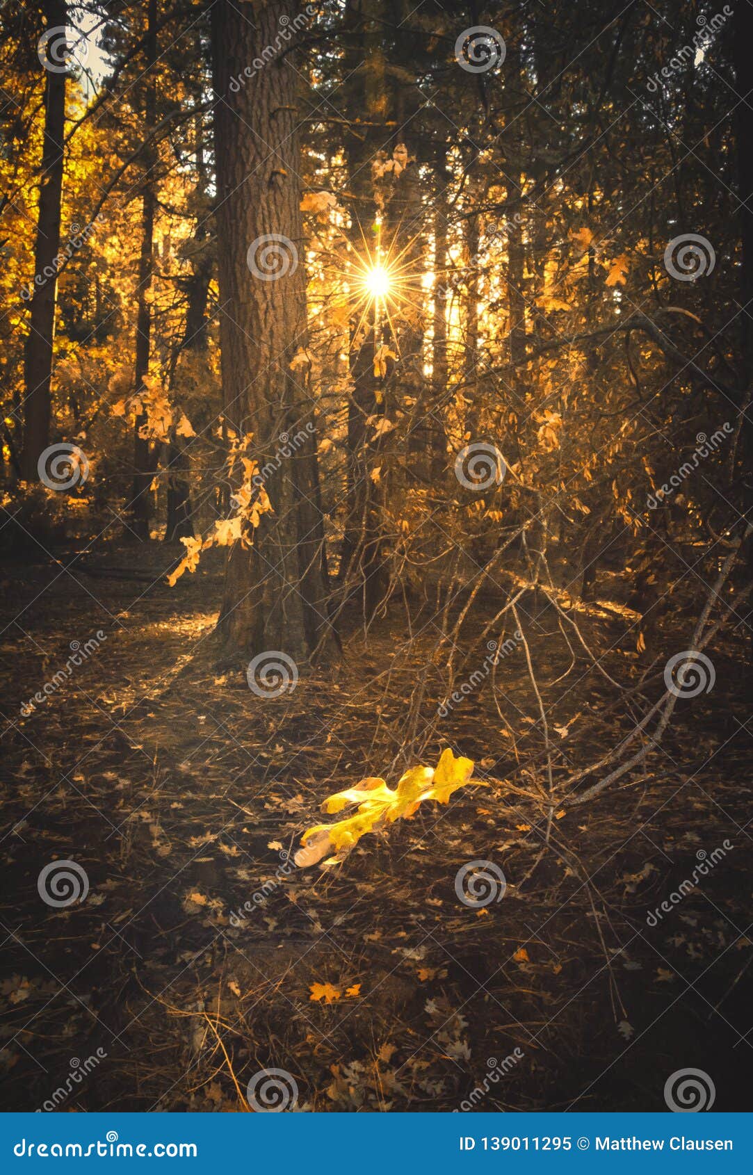 Sunlight in the Forest stock image. Image of exploring - 139011295