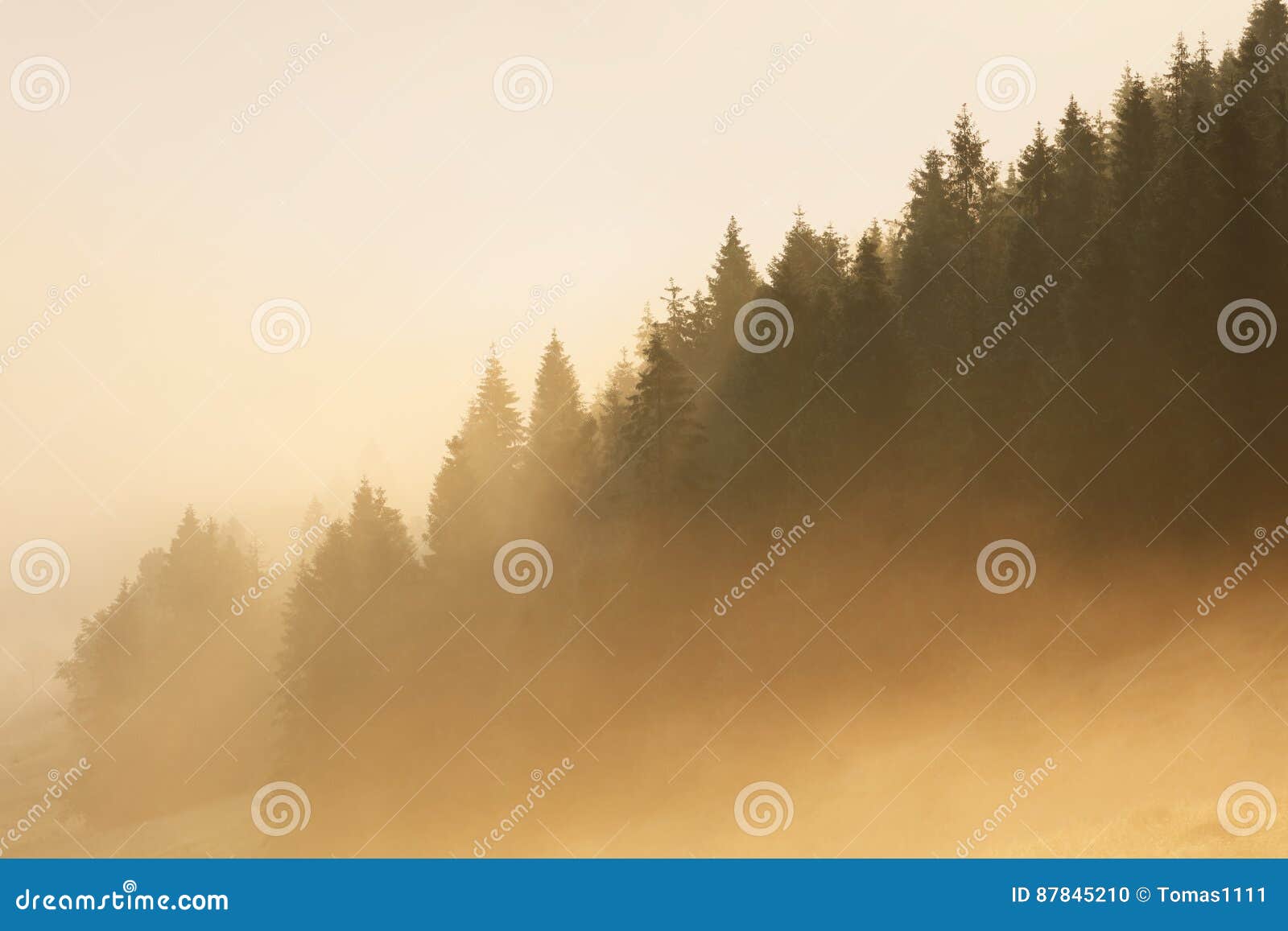 Sunlight on Forest with Fog Stock Photo - Image of light, outdoor: 87845210