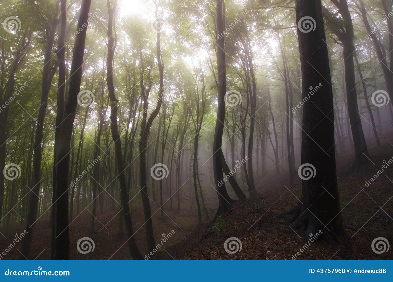 Sunlight in a Forest with Fog after Rain Stock Photo - Image of plant ...