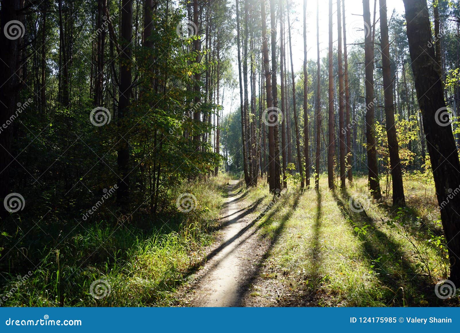 Sunlight in the forest stock image. Image of road, tree - 124175985