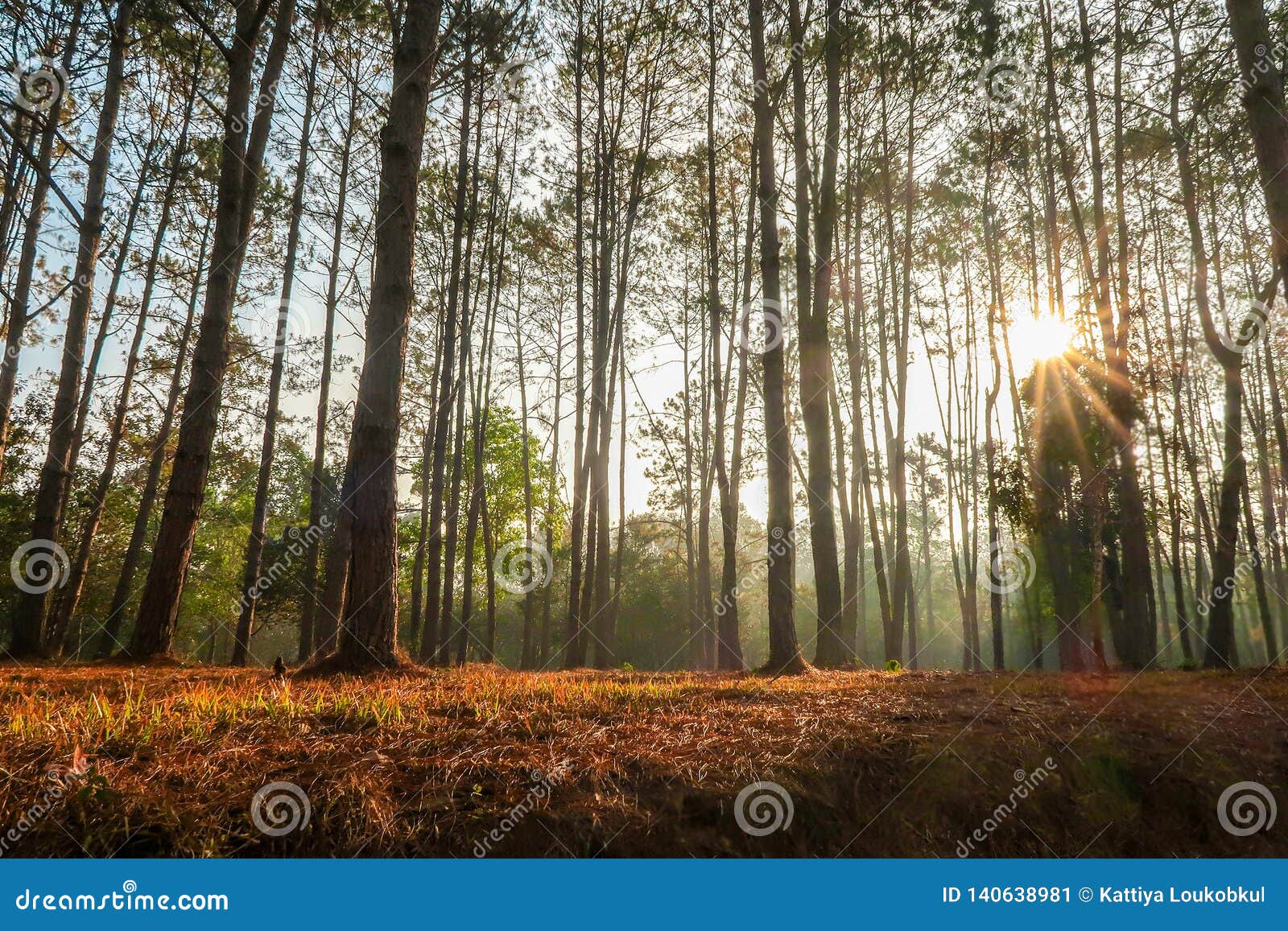 Sun ray through the forest stock image. Image of leaf - 140638981