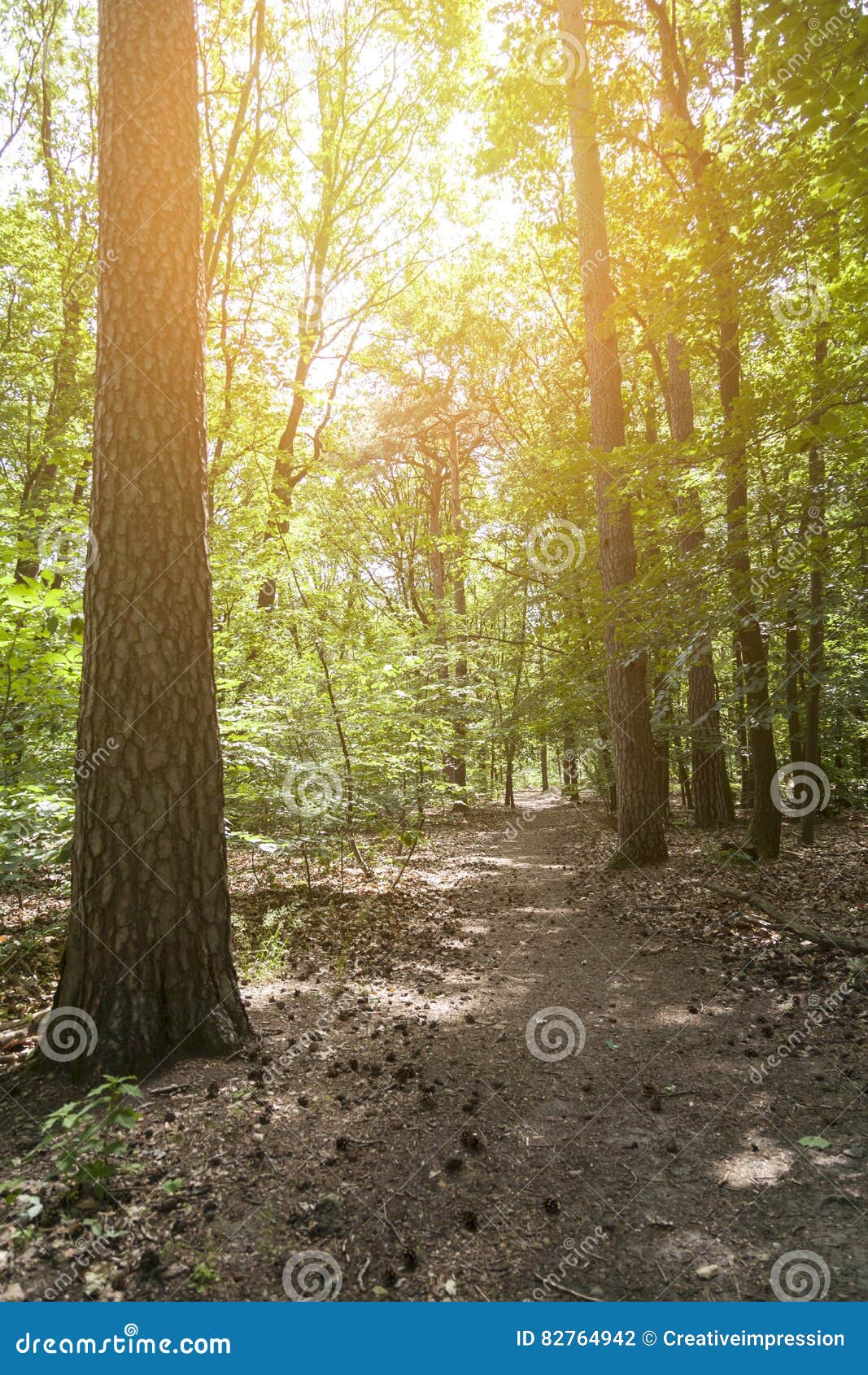 Sunlight in forest stock photo. Image of natural, path - 82764942