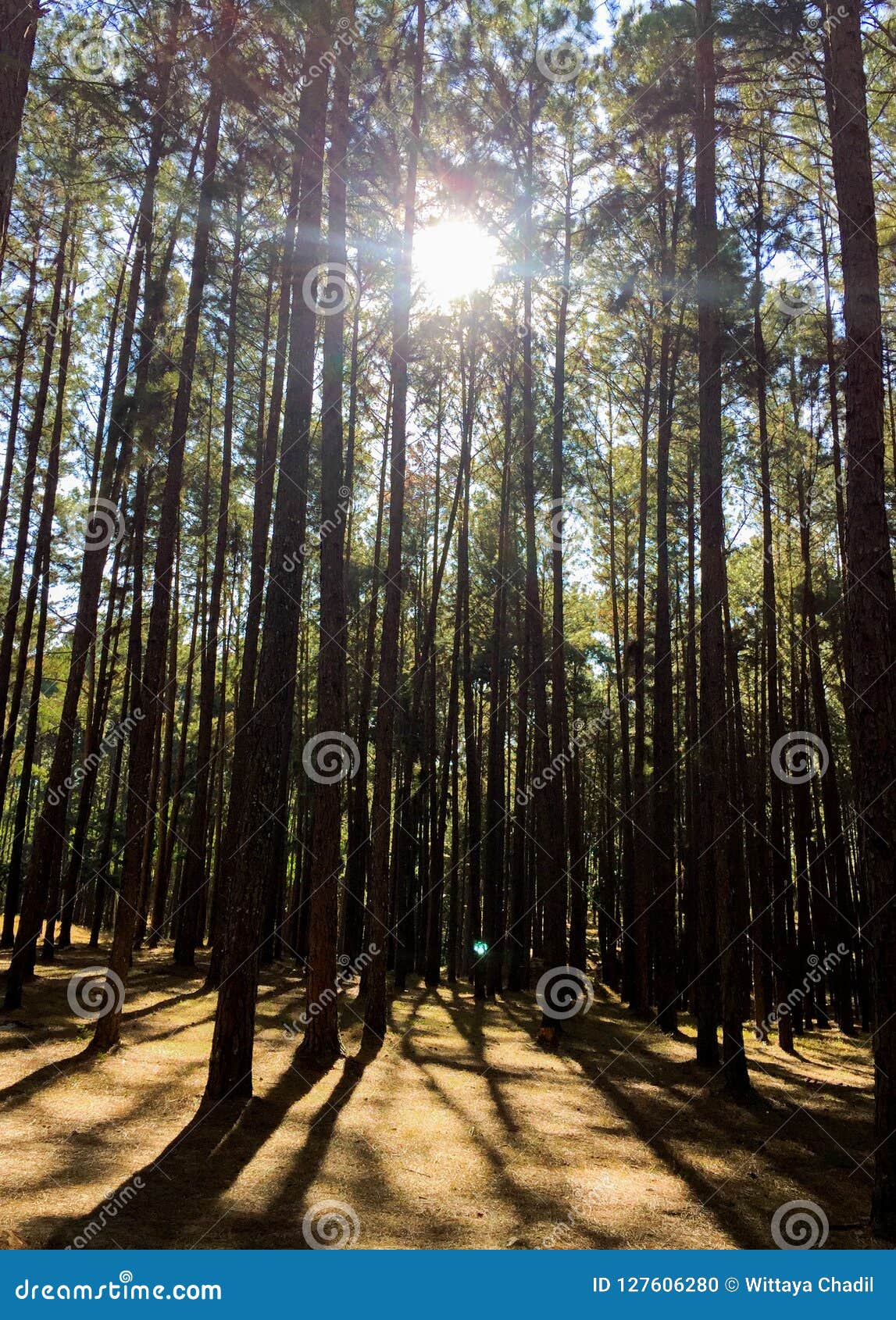 Sunlight through Forest, Pine Forest Stock Photo - Image of dark ...