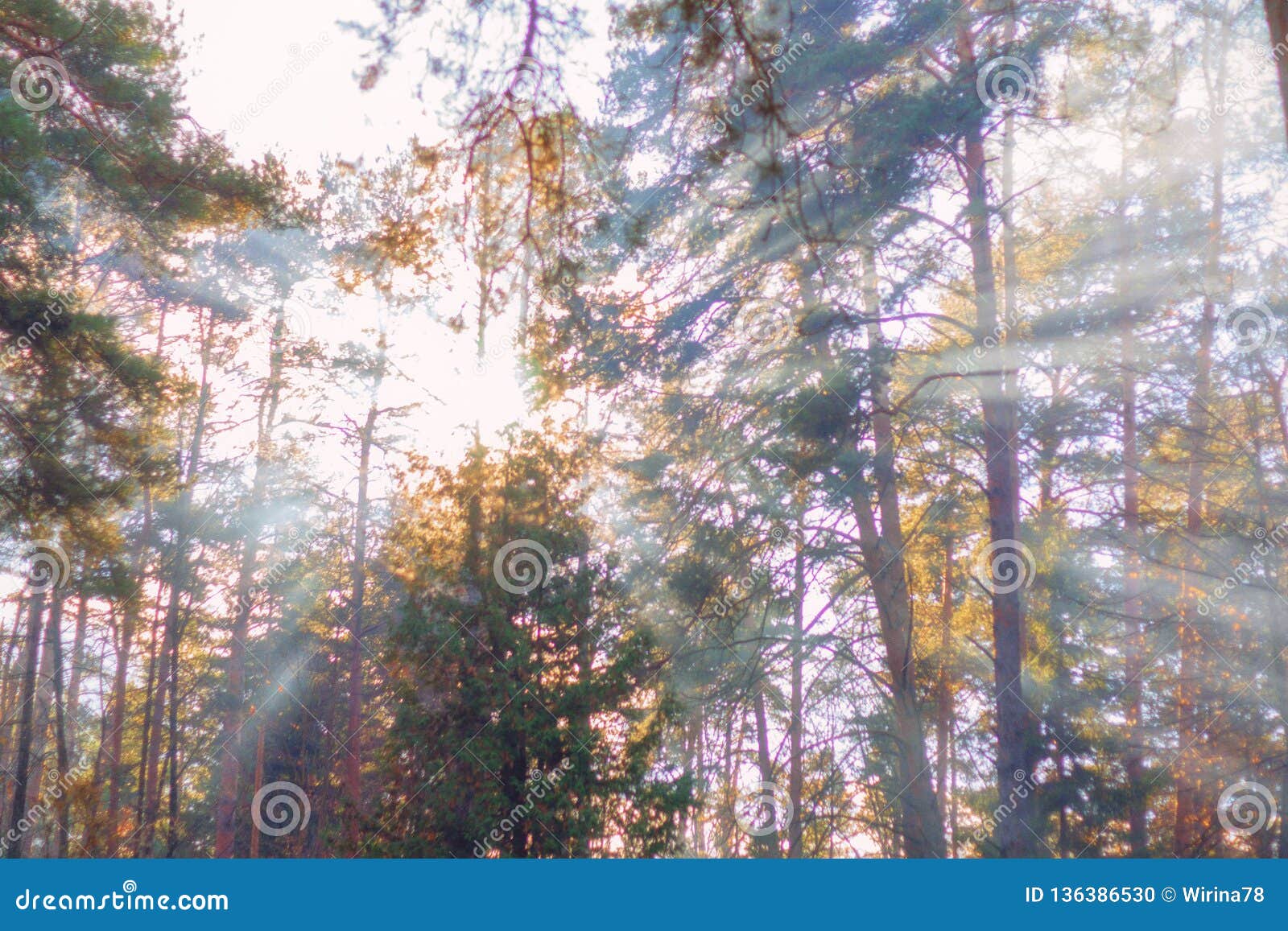 Sunlight through the Forest Stock Photo - Image of landscape, beautiful ...