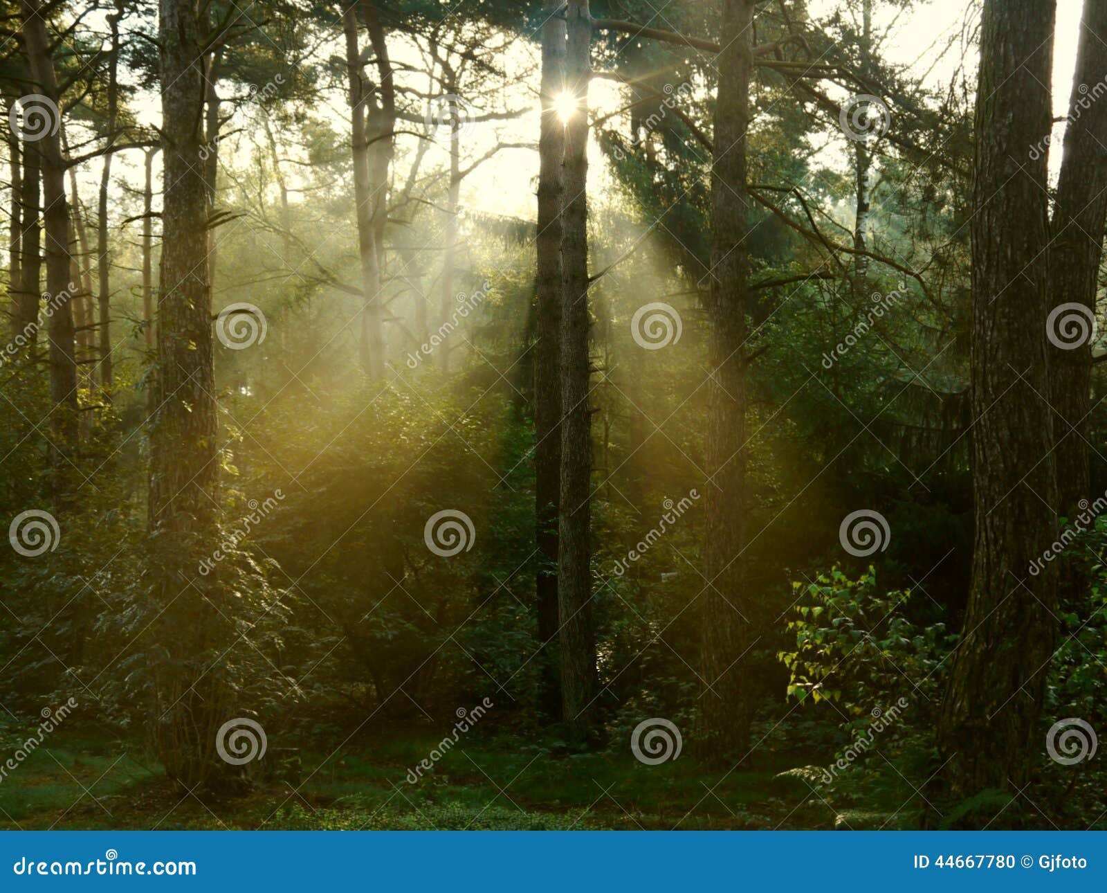 Sunlight stock photo. Image of environment, morning, bright - 44667780