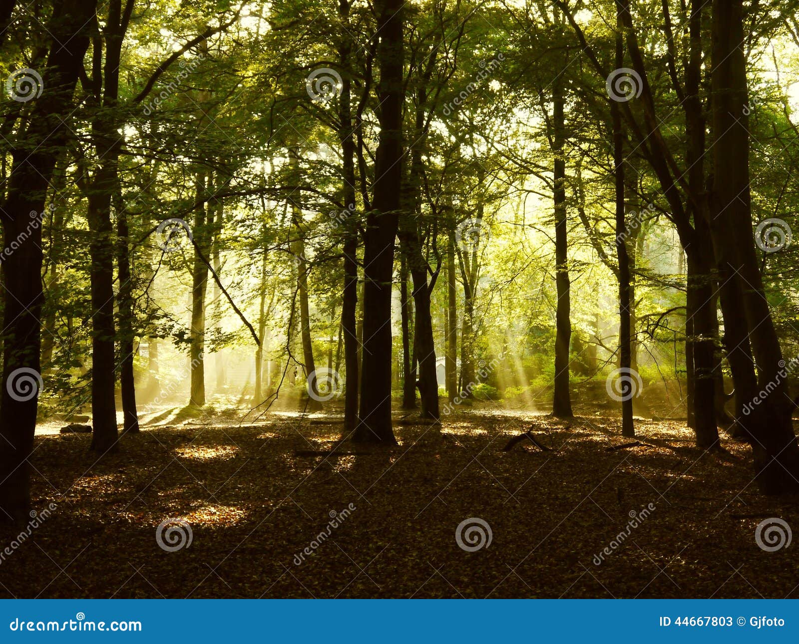 Sunlight stock image. Image of color, plant, season, natural - 44667803